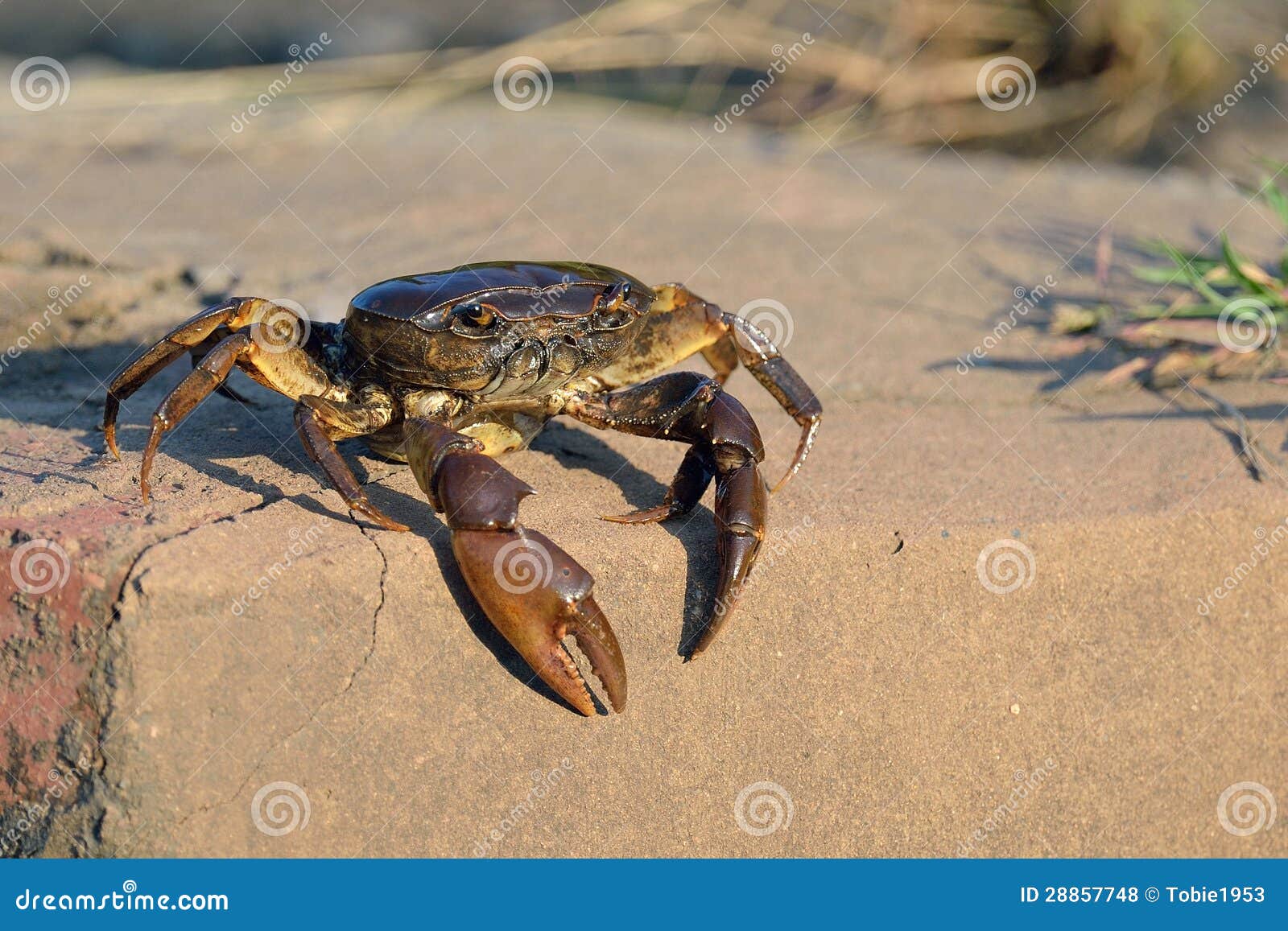Crab stock photo. Image of reserve, pinchers, crab, marine - 28857748