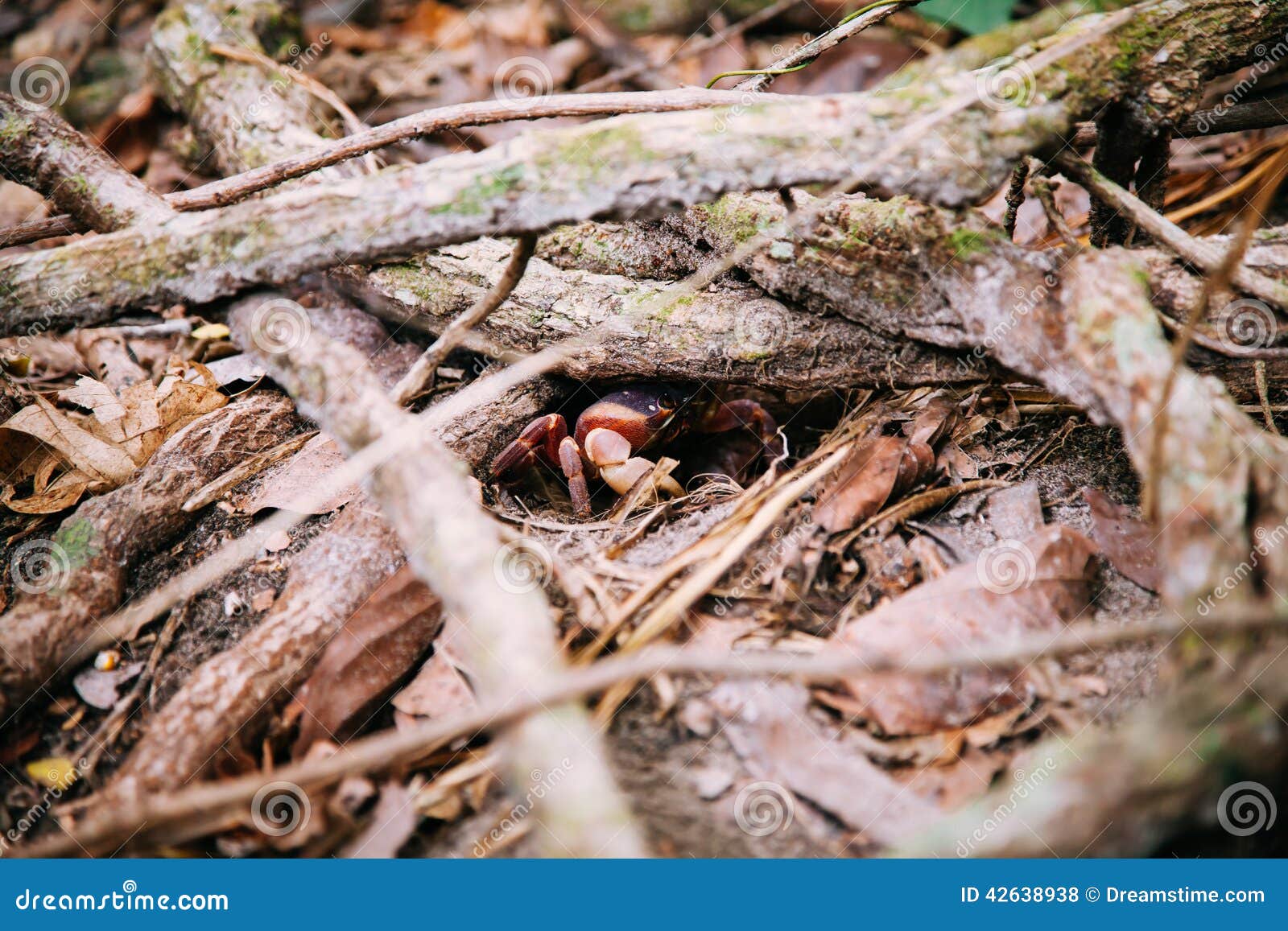 Crab stock photo. Image of crab, wildlife, root, nature - 42638938