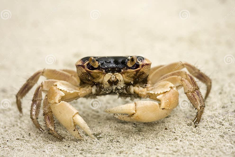 Crab stock image. Image of alien, animal, closeup, shellfish - 5408029