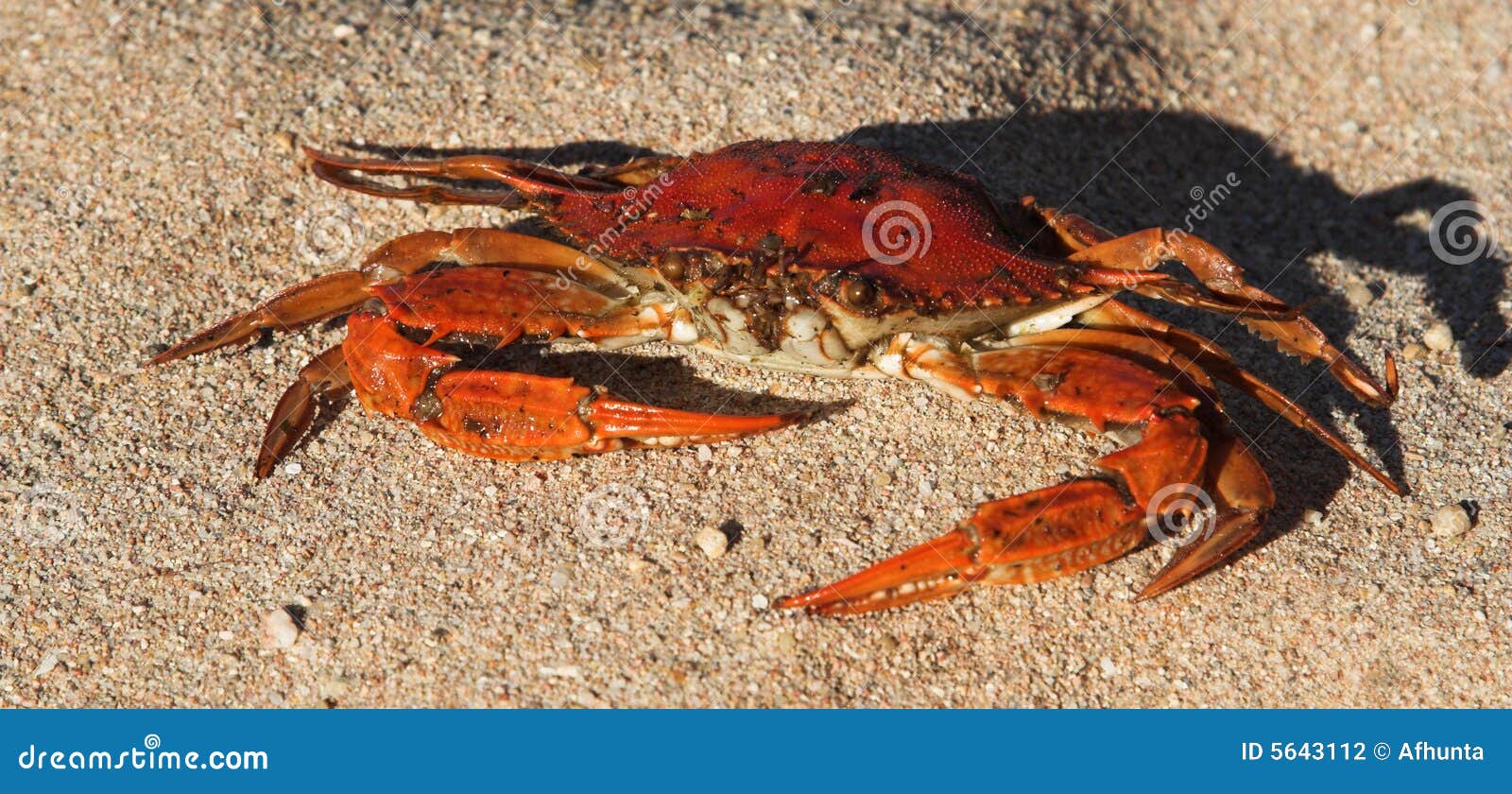 Crab stock photo. Image of delicious, tasty, aggressive - 5643112