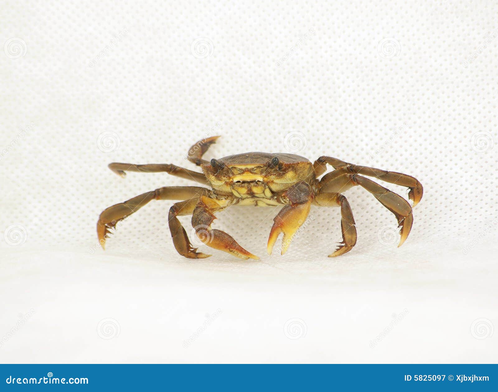Crab stock image. Image of underwater, claw, crustacean - 5825097