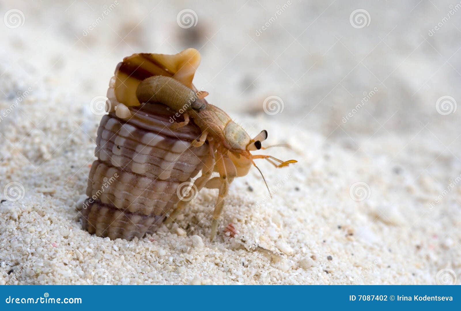 Crab stock photo. Image of pagurian, ocean, shell, diogenes - 7087402