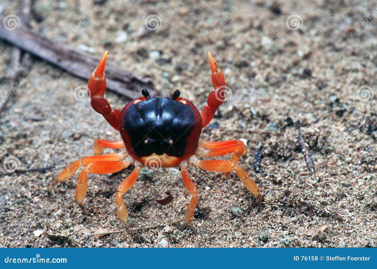 Crab stock photo. Image of land, defense, beach, posing - 76158