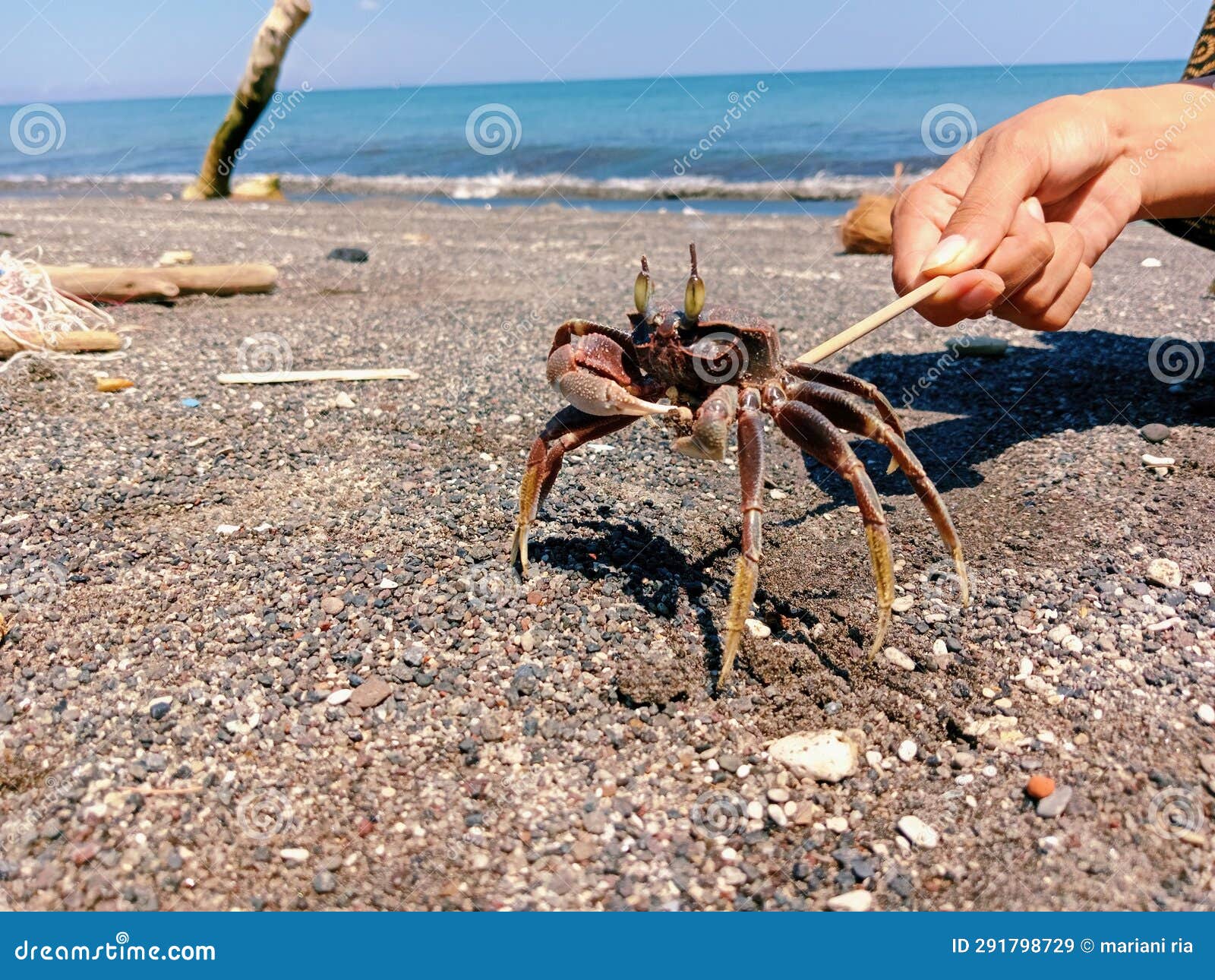 Crab is angry stock image. Image of animals, ocean, beach - 291798729