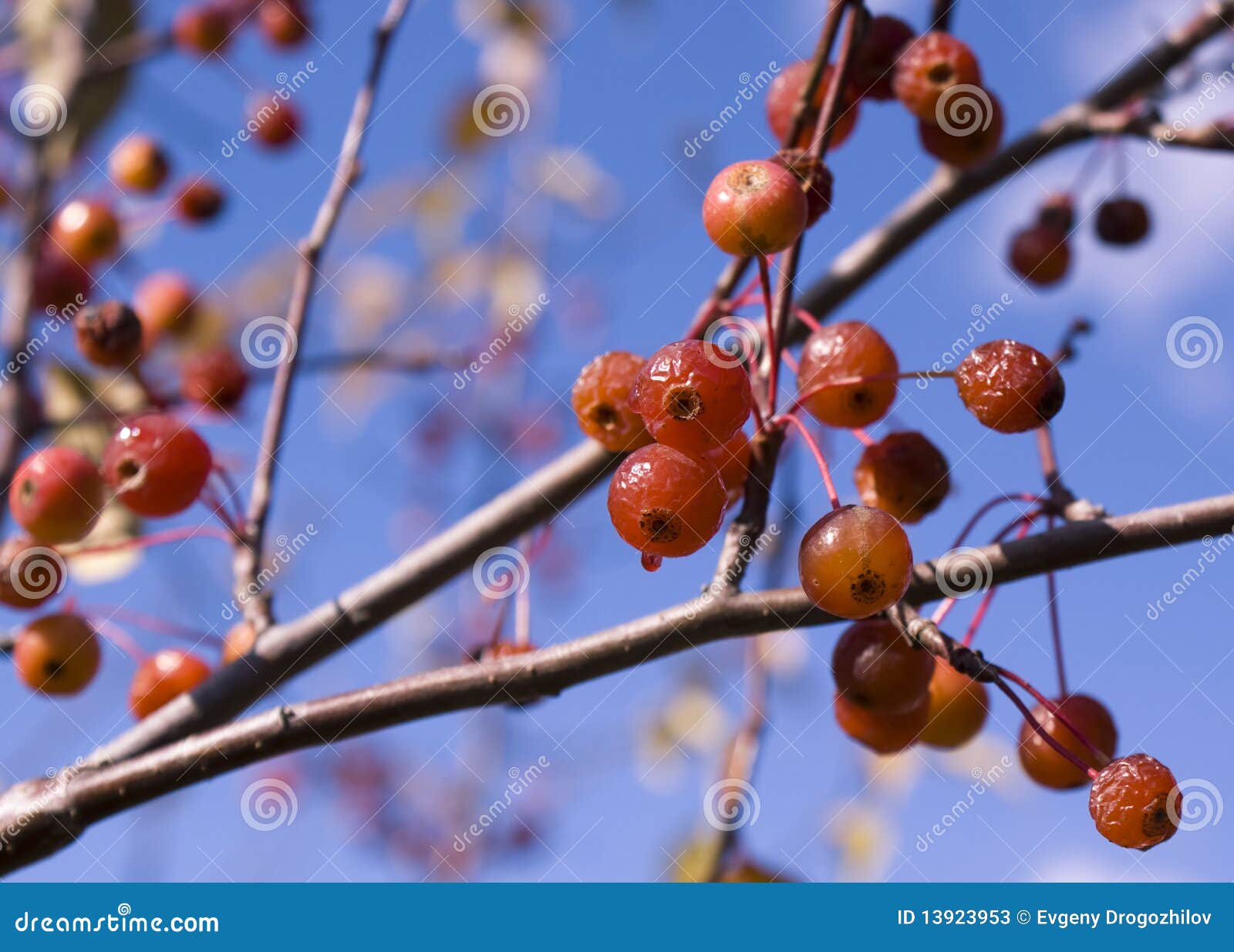The crab apple stock image. Image of crab, food, fall - 13923953
