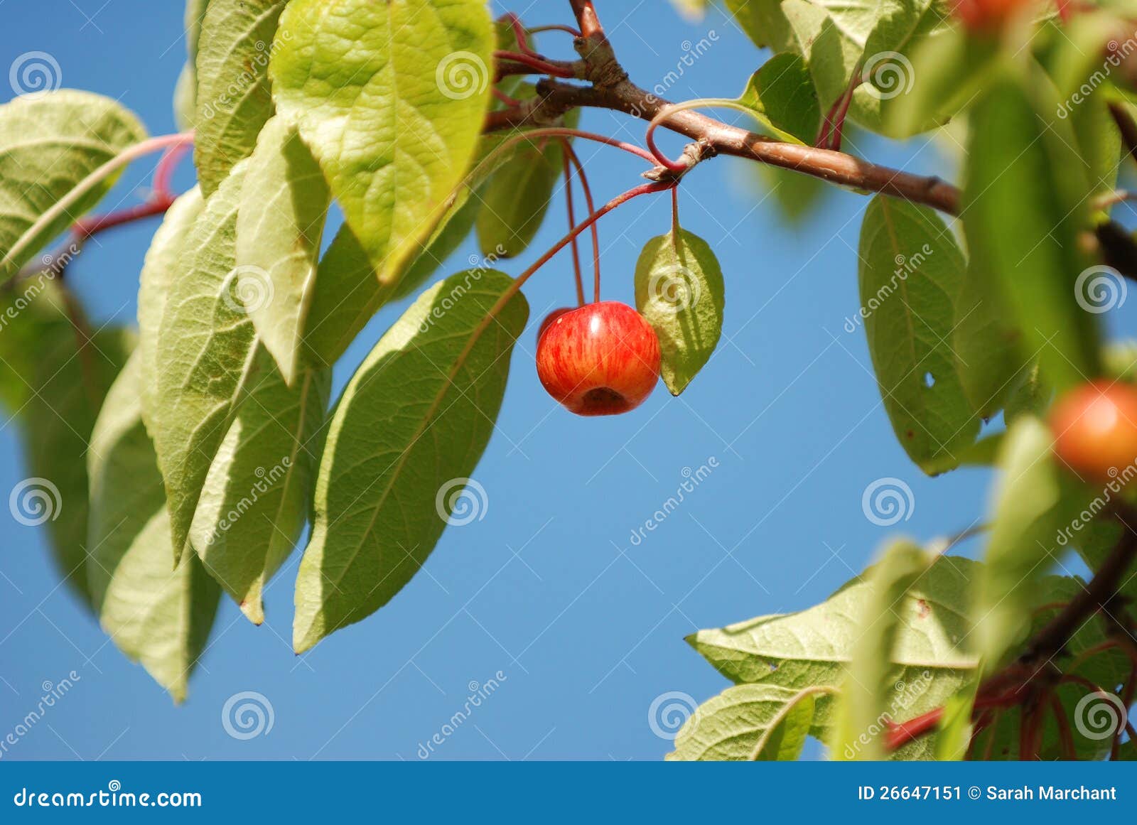 Crab apple stock image. Image of sour, crabapple, fruit - 26647151
