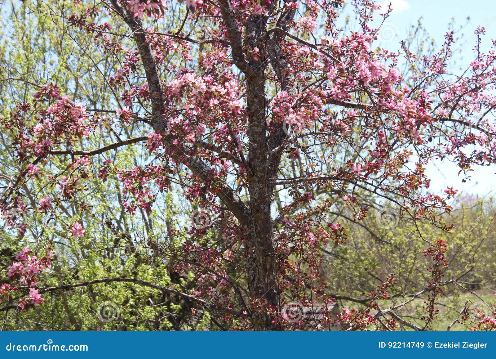 Crab Apple Tree Flowering in Springtime Bloom Stock Image - Image of ...