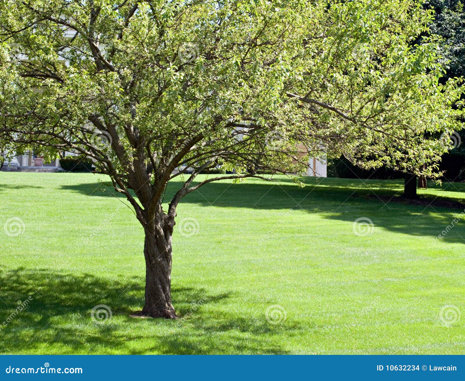 Crab Apple Tree in Summer stock photo. Image of leaf - 10632234