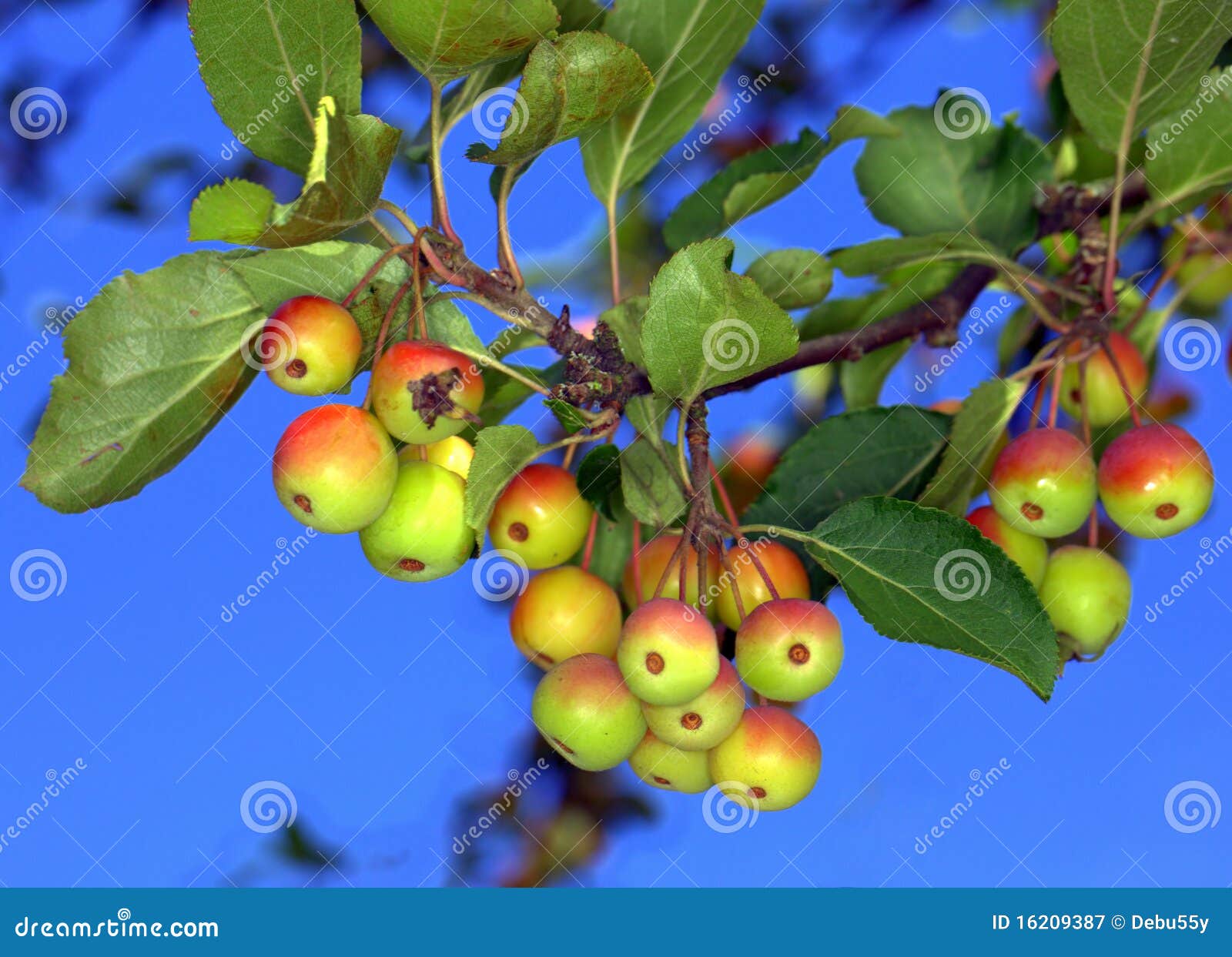 Crab Apples stock image. Image of hedgerow, green, pectin - 16209387