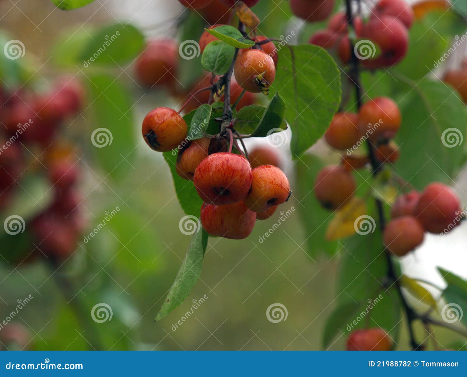 Crab Apples stock photo. Image of branch, ripe, fruit - 21988782