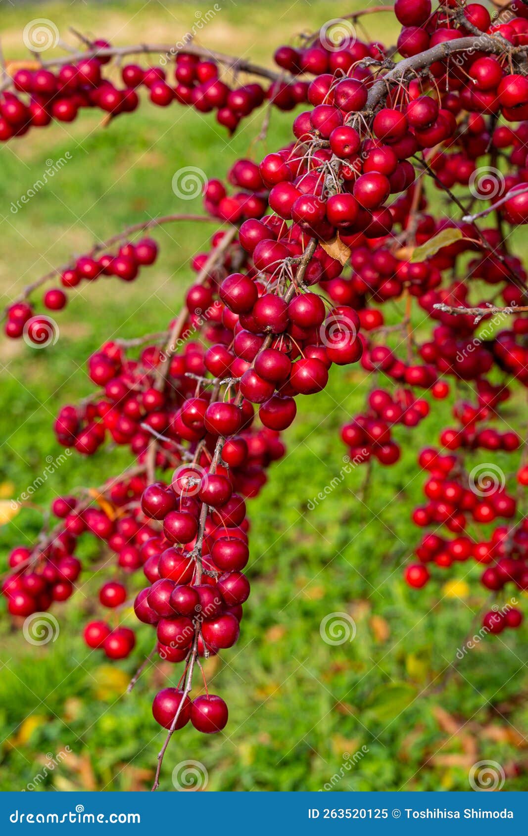 Bright Red Crab Apples Shining in the Sunlight. Stock Image - Image of ...