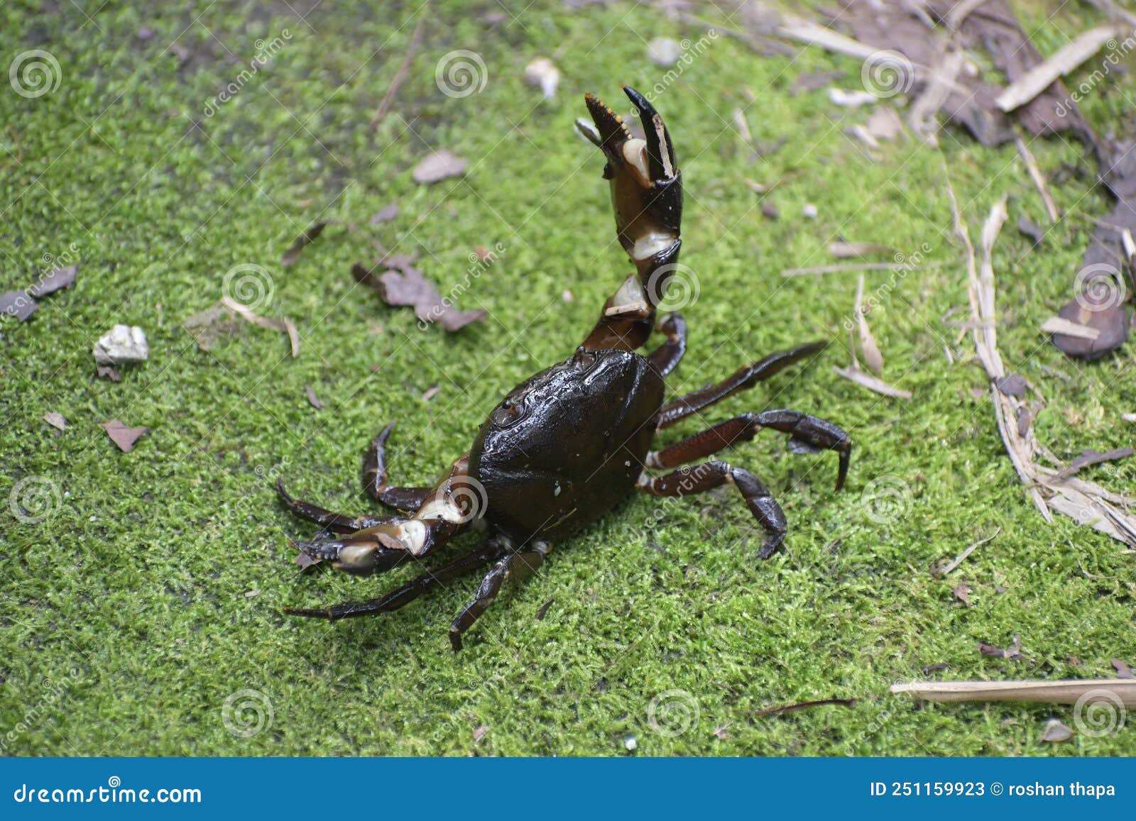 Crab Aside River Kekda stock image. Image of crabs, kekda - 251159923