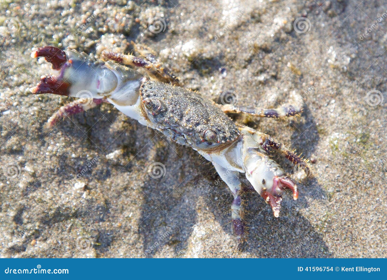 Crab Attack on Beach stock photo. Image of crustacean - 41596754