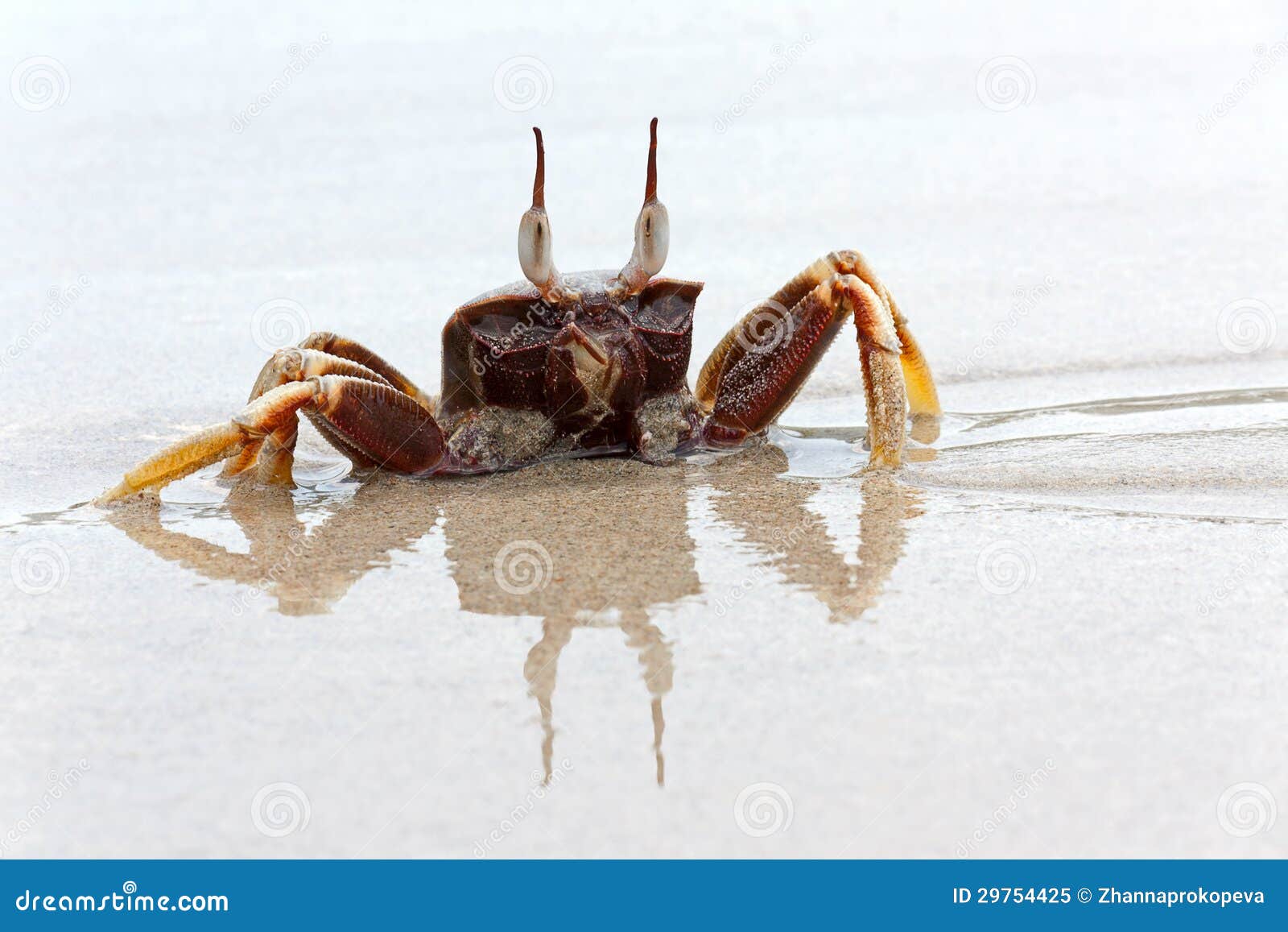 Crab stock image. Image of fauna, animals, sand, nature - 29754425