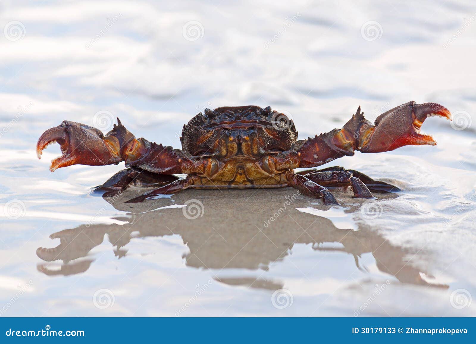 Crab stock image. Image of pose, nature, thailand, coastline - 30179133