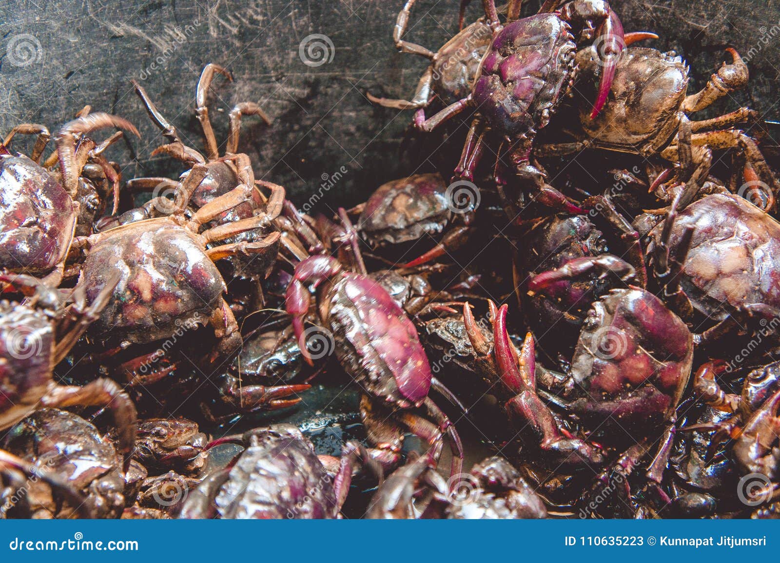 The Crab in the Basin Captured from the Field of Aquatic Animals Stock ...