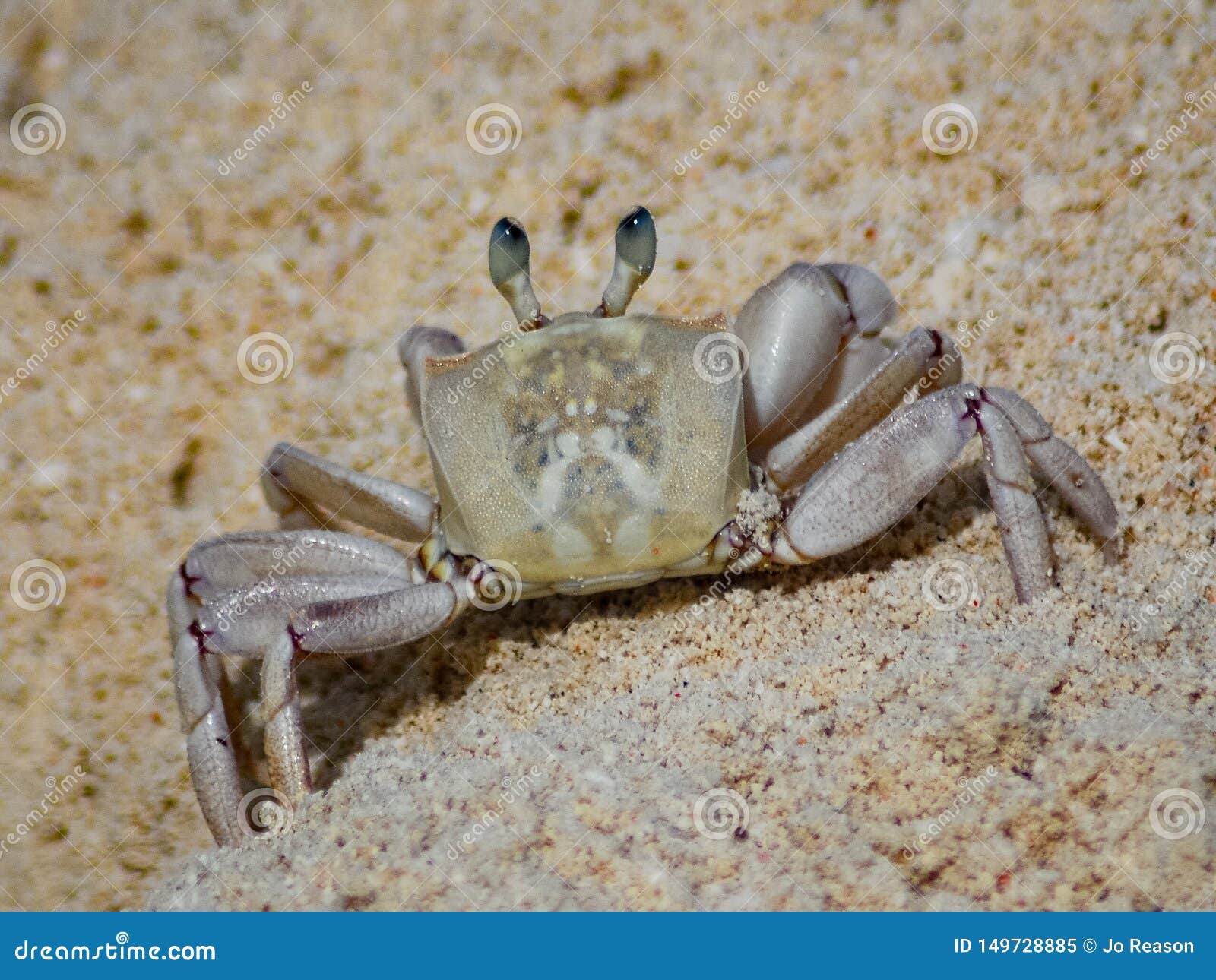 A crab on the beach stock image. Image of travel, crab - 149728885
