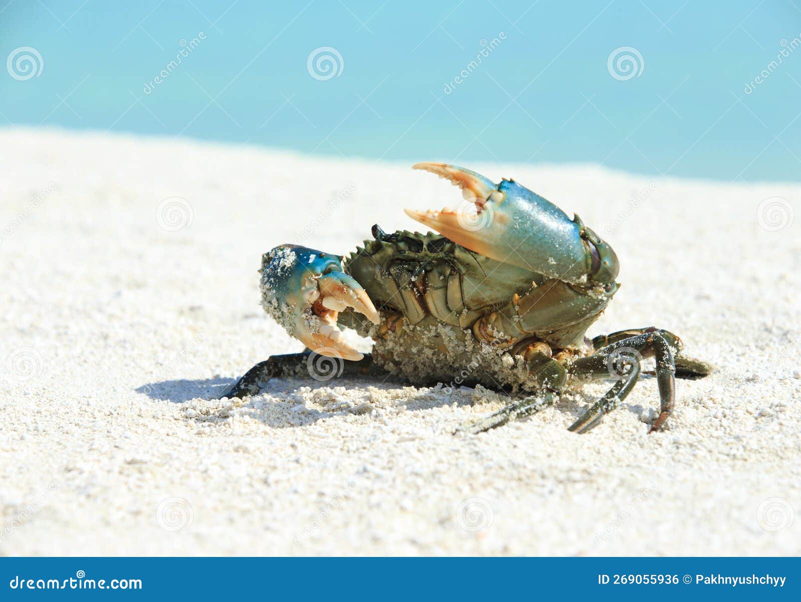 Crab on beach stock photo. Image of sand, water, tropical - 269055936