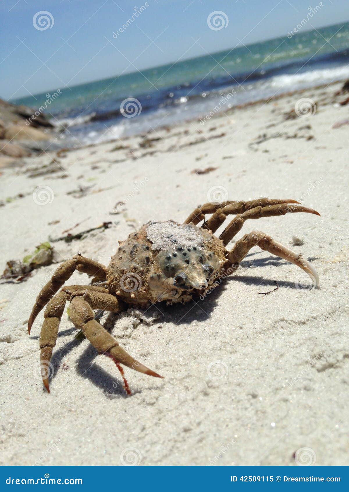 Crab stock image. Image of beach, ocean, summer, crab - 42509115
