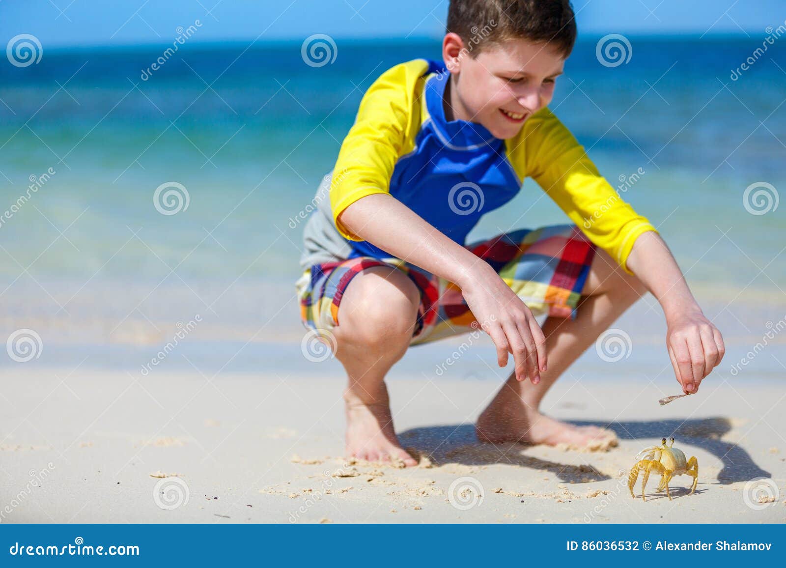Crab at beach stock photo. Image of water, authentic - 86036532