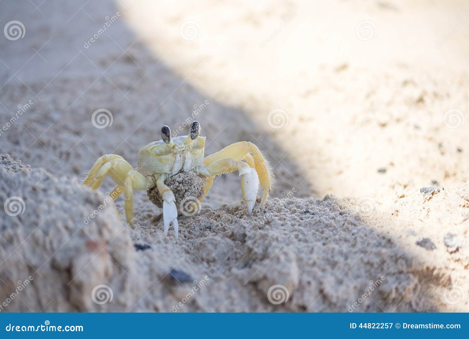 Crab at the beach stock image. Image of sand, crab, ocean - 44822257