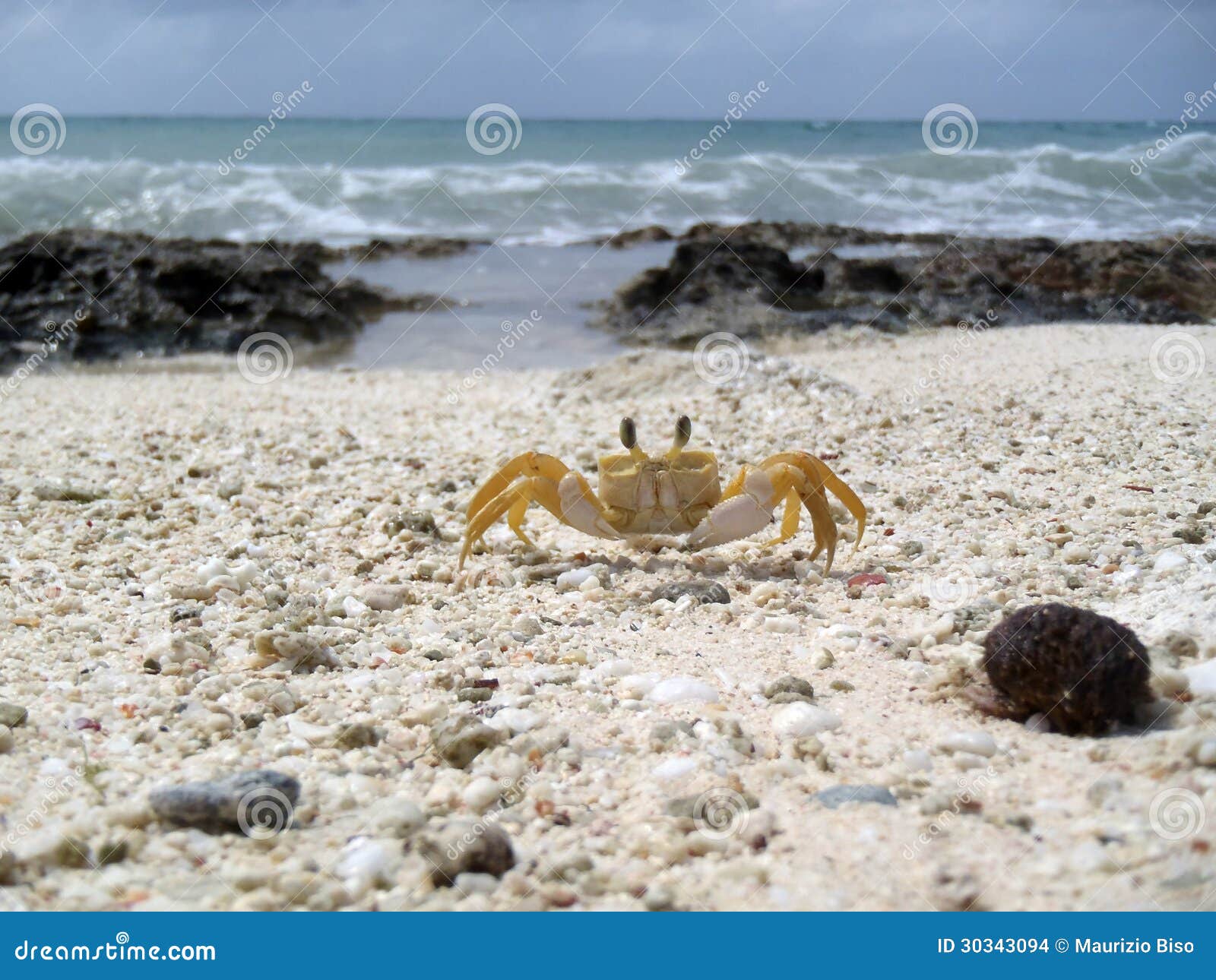 Crab at a beach stock photo. Image of coastline, pets - 30343094