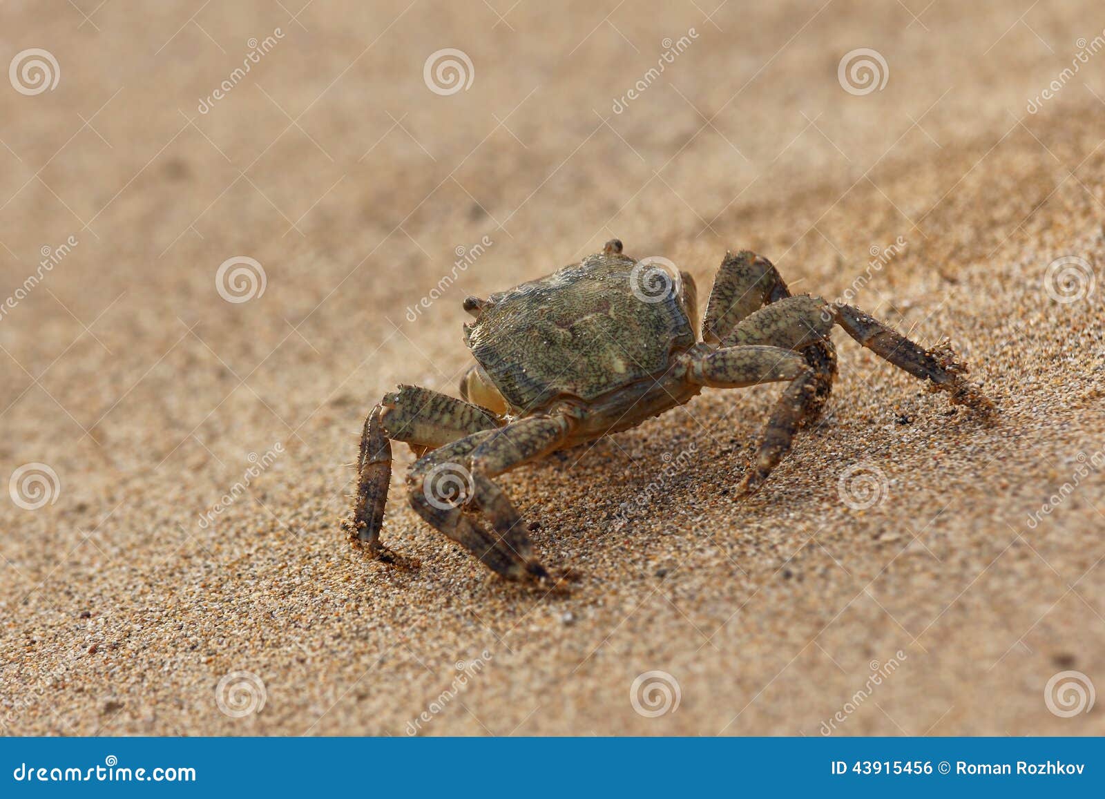 Crab on the beach. stock photo. Image of ocean, color - 43915456
