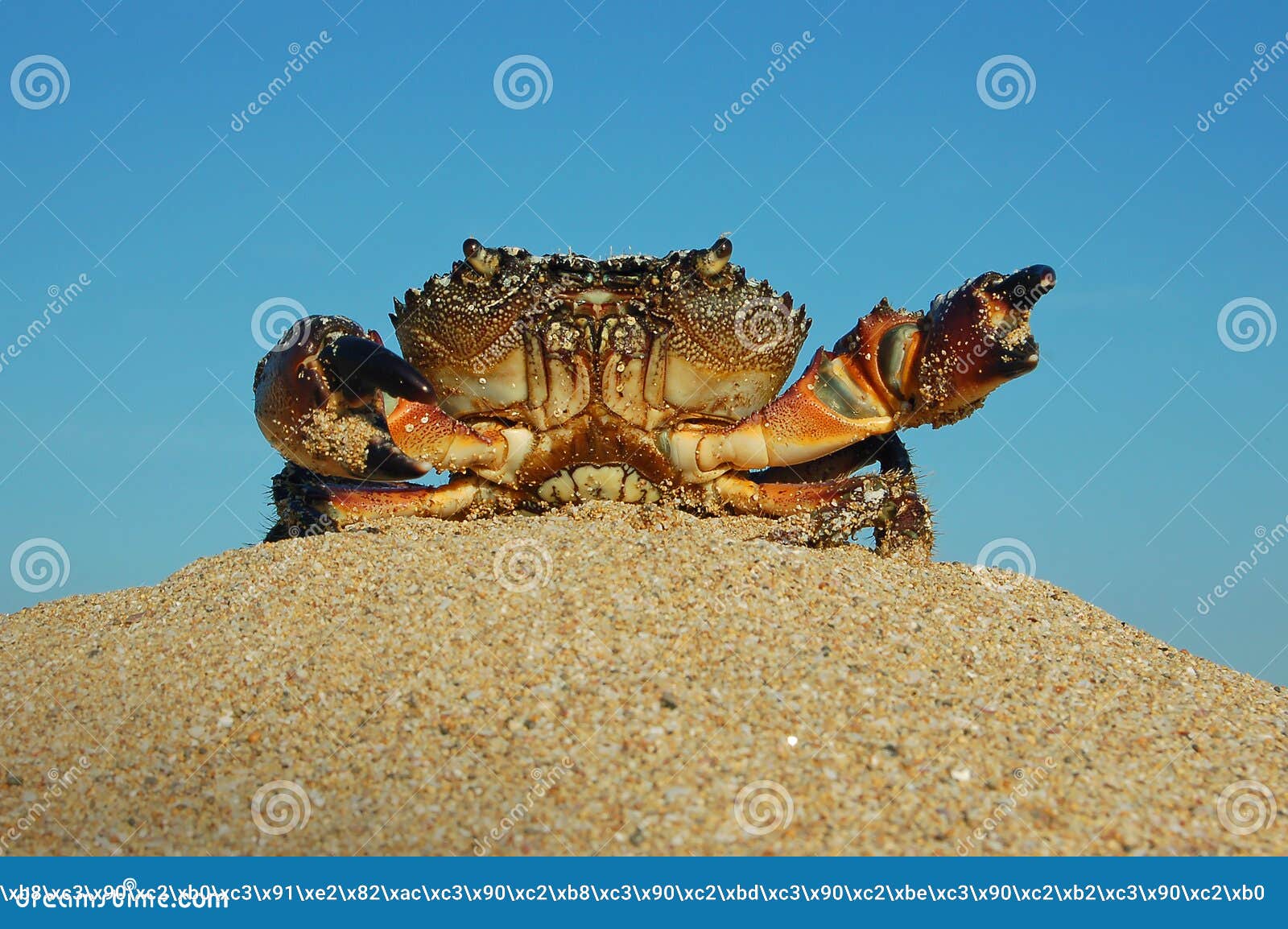Crab on the Beach in the Sand Stock Photo - Image of fauna, pose: 65131718