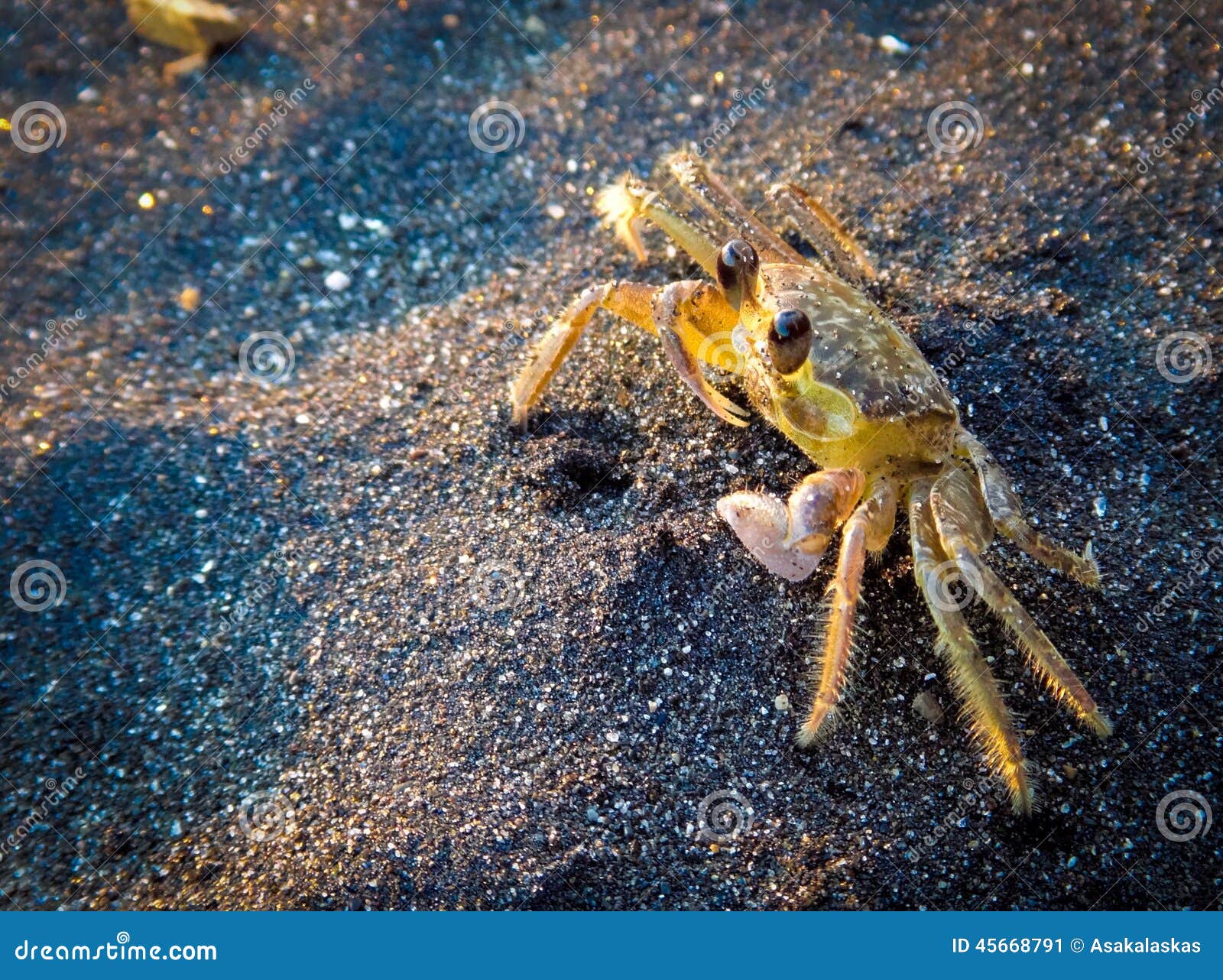 Yellow Crab on the beach stock image. Image of beach - 45668791
