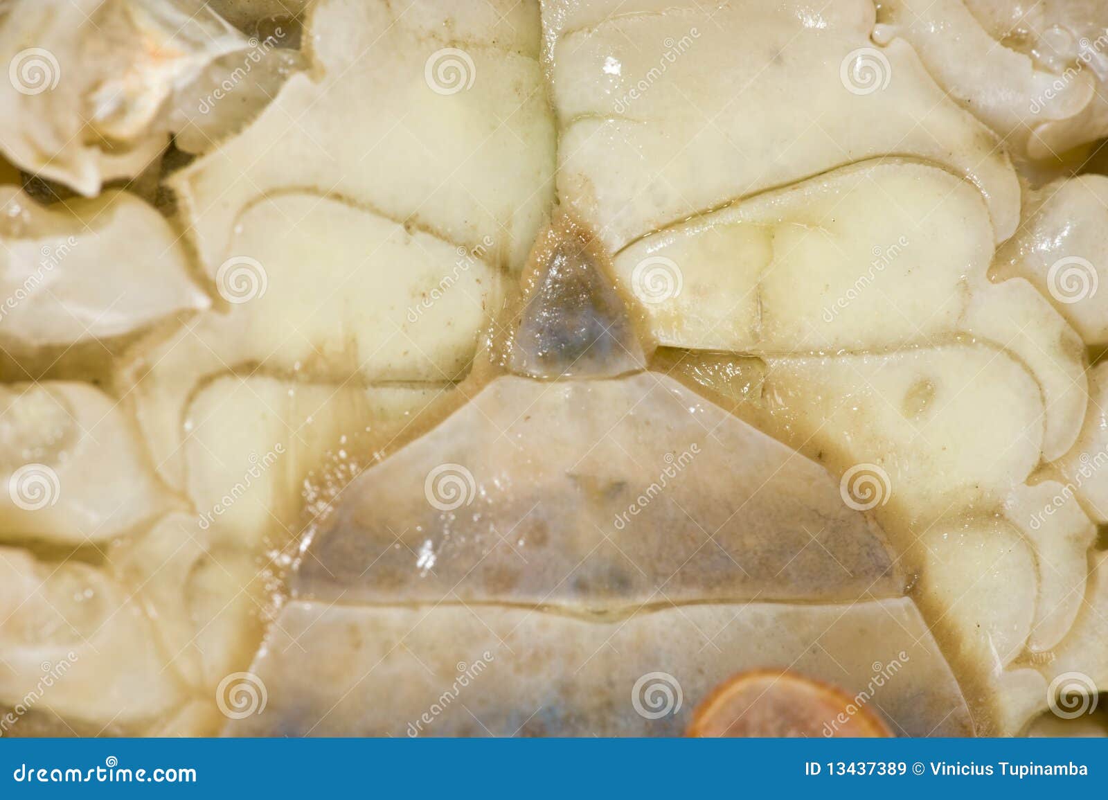 Crab Body stock image. Image of shellfish, detail, fish - 13437389