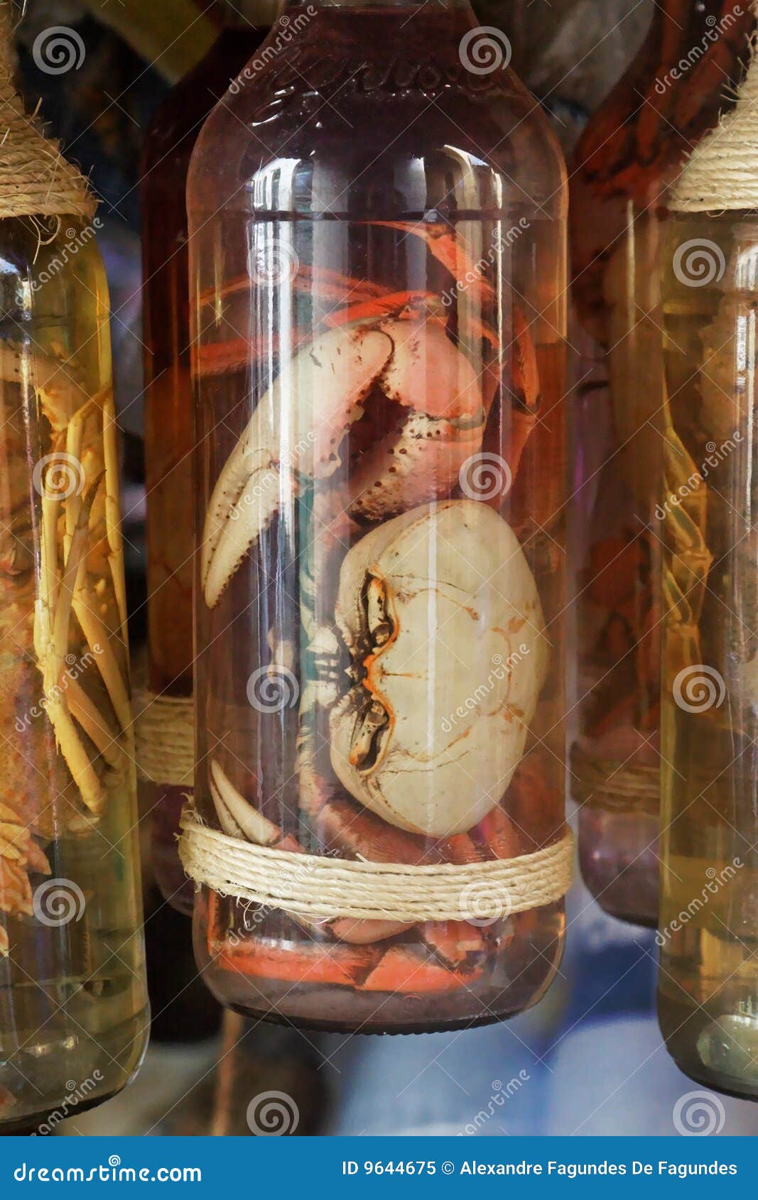 Crab in a Bottle stock image. Image of claw, market, luis - 9644675