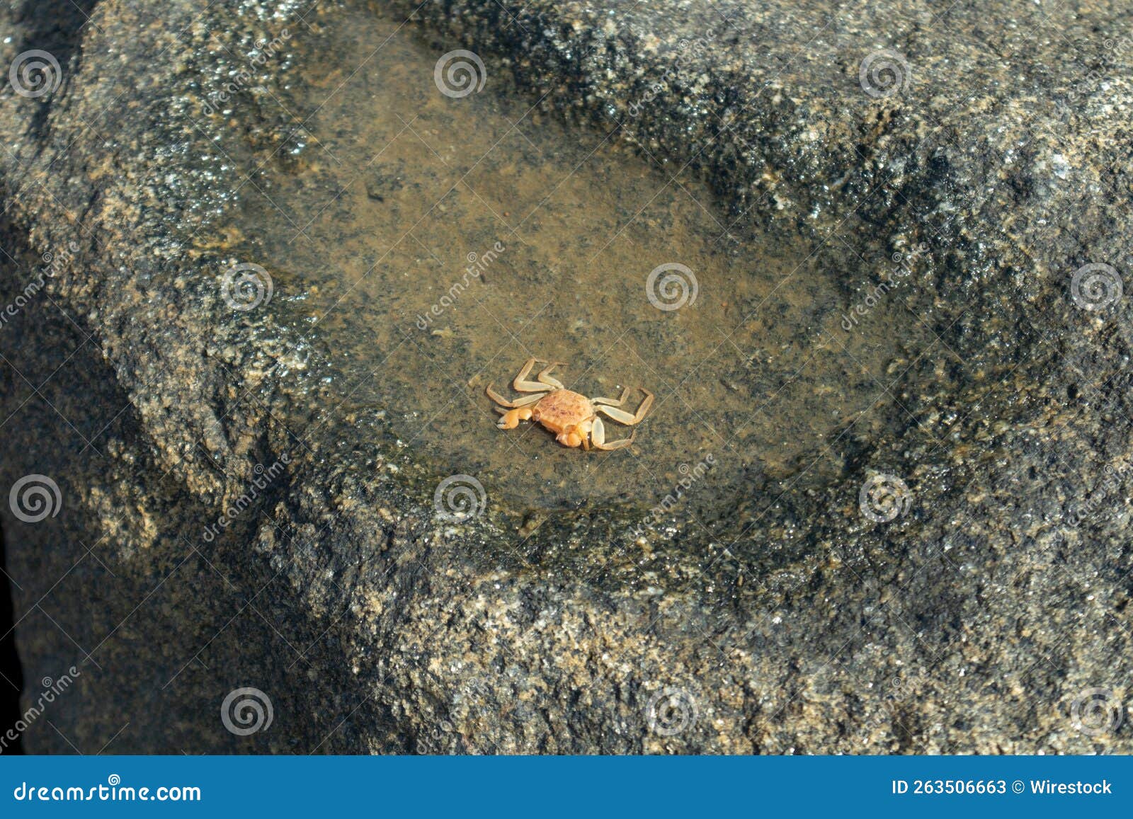 Crab ( Brachyura) Crawling on a Big Rock Stock Image - Image of nature ...