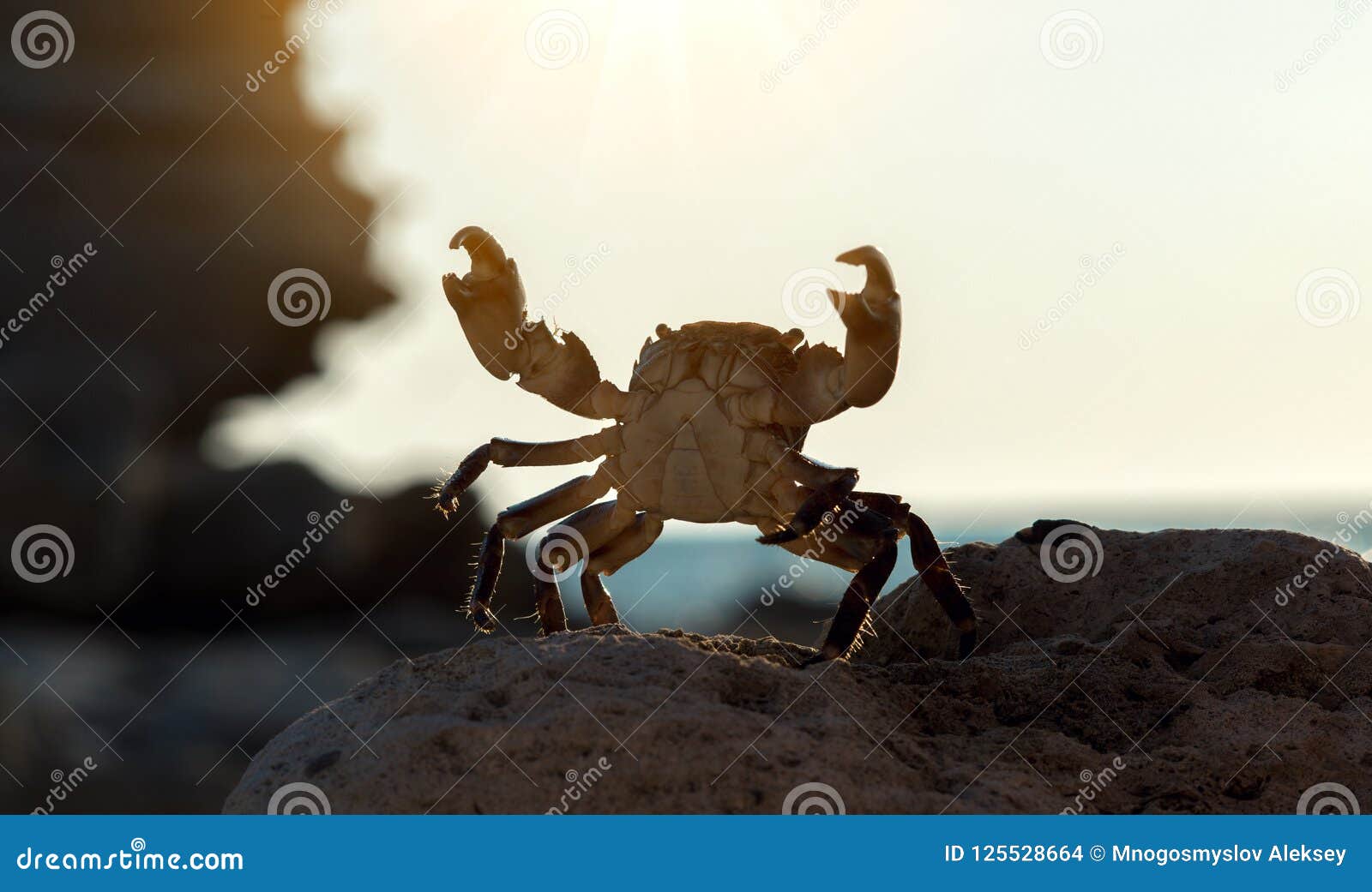 Crab on wildlife stock photo. Image of animal, marine - 125528664