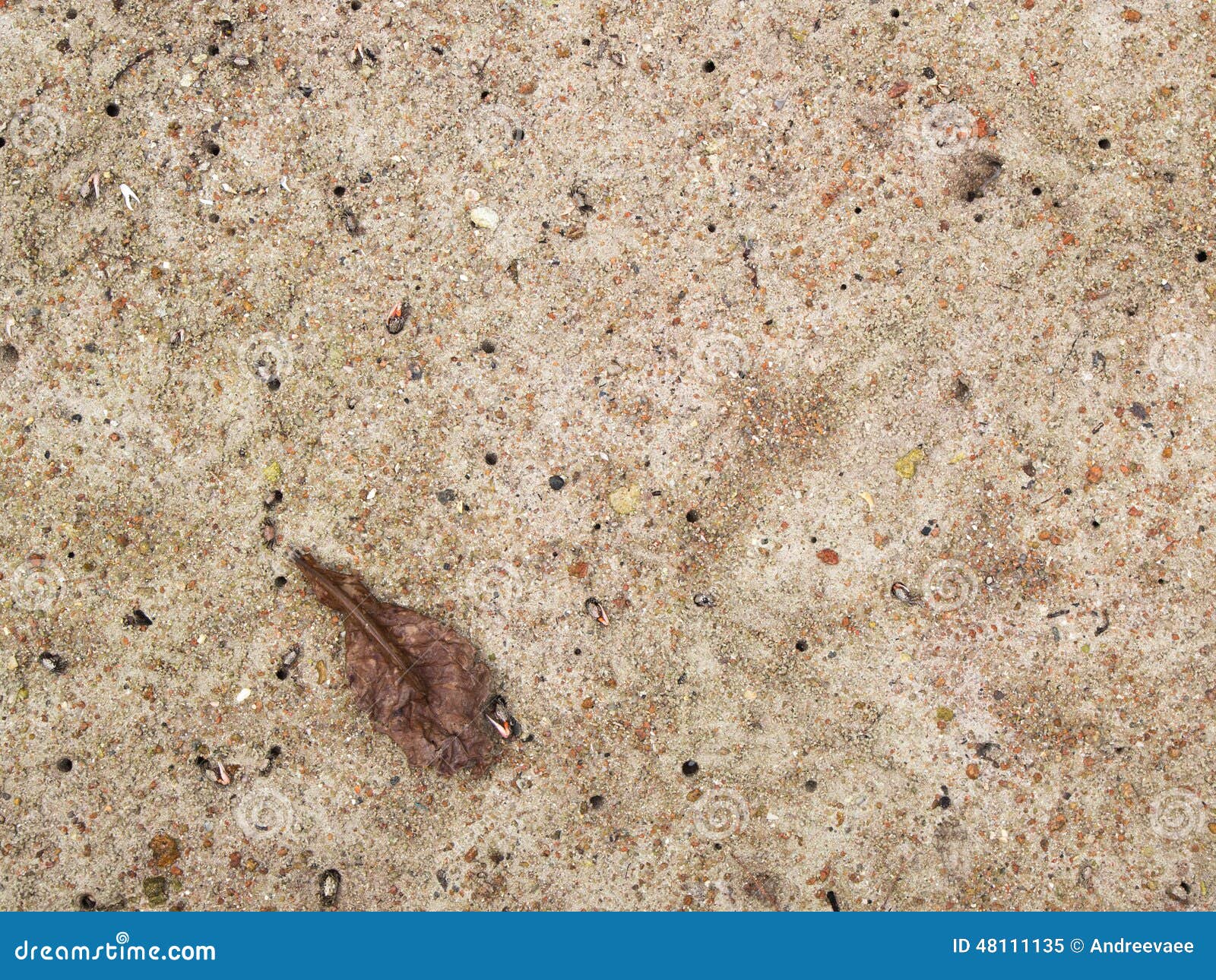 Crab burrows stock image. Image of walking, pets, claw - 48111135