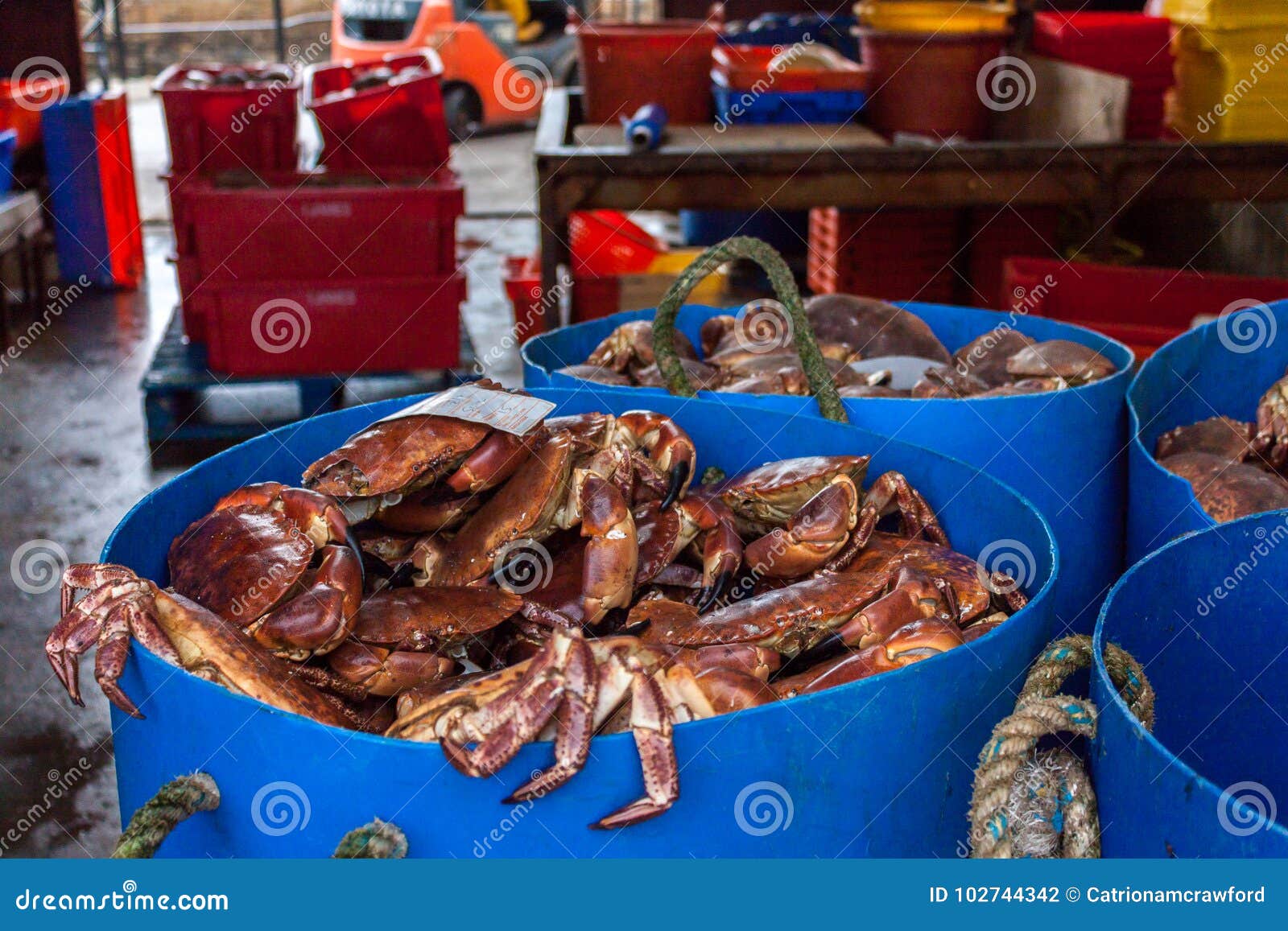 Crabs at Harbour. Orkney, Scotland Stock Photo - Image of fishing ...