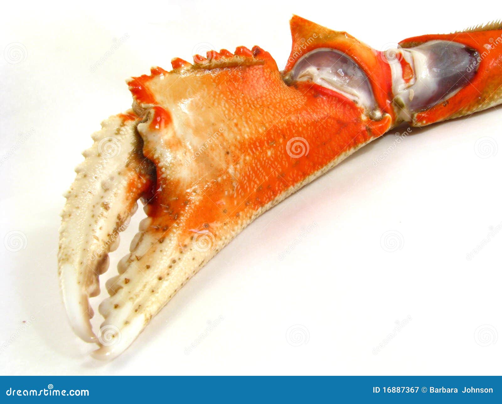 Crab Claw stock image. Image of health, shellfish, fish - 16887367