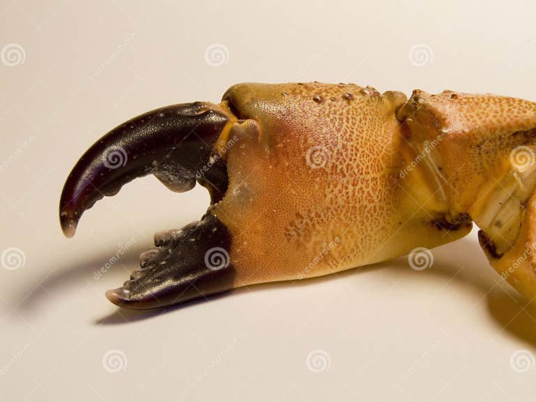 Crab claw stock photo. Image of claws, snap, nibble, crunch - 1898790