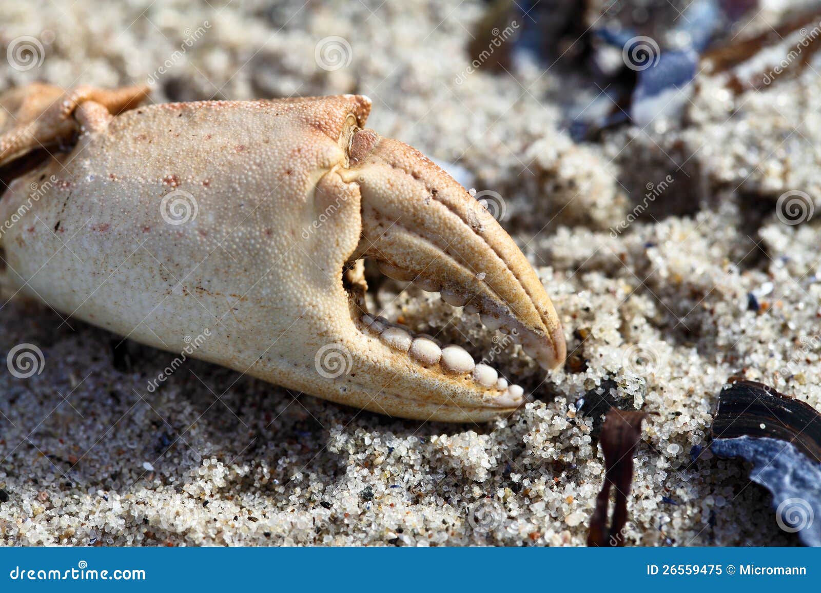 Crab Claw stock image. Image of macro, maenas, crab, scissors - 26559475