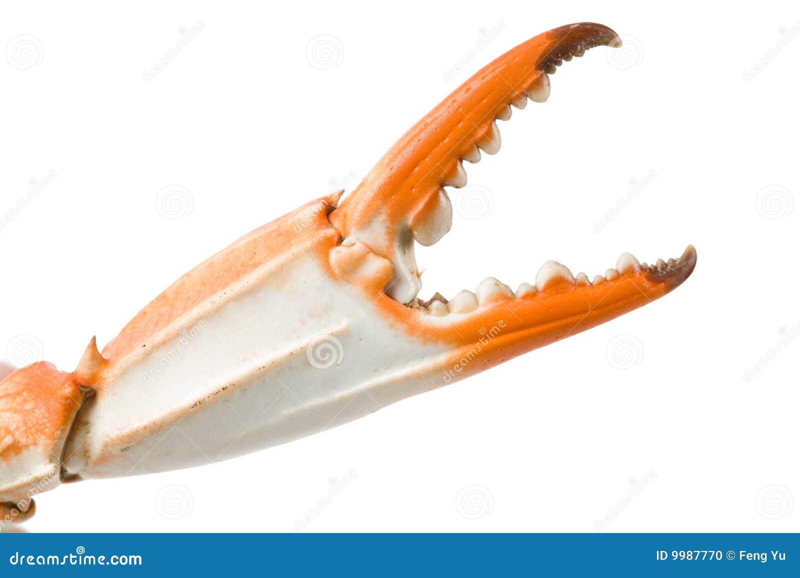 471 Crab Bite Stock Photos - Free & Royalty-Free Stock Photos from ...