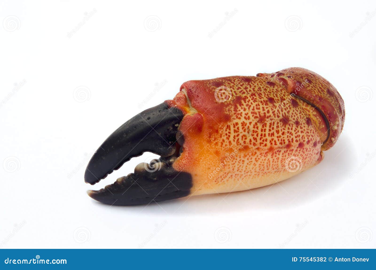 Crab claw stock photo. Image of boiled, invertebrate - 75545382