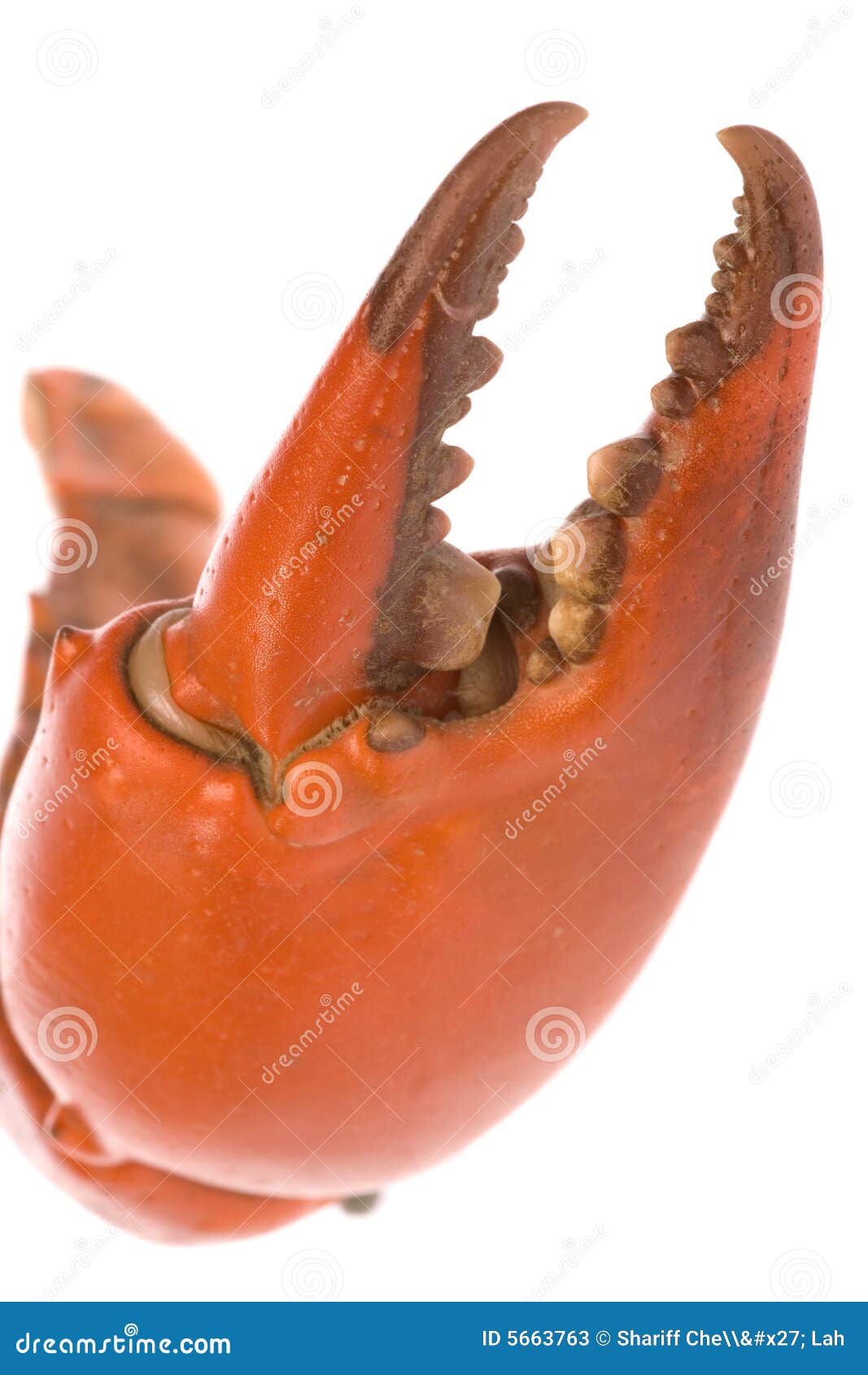 Crab Claw Macro stock image. Image of claw, ocean, life - 5663763