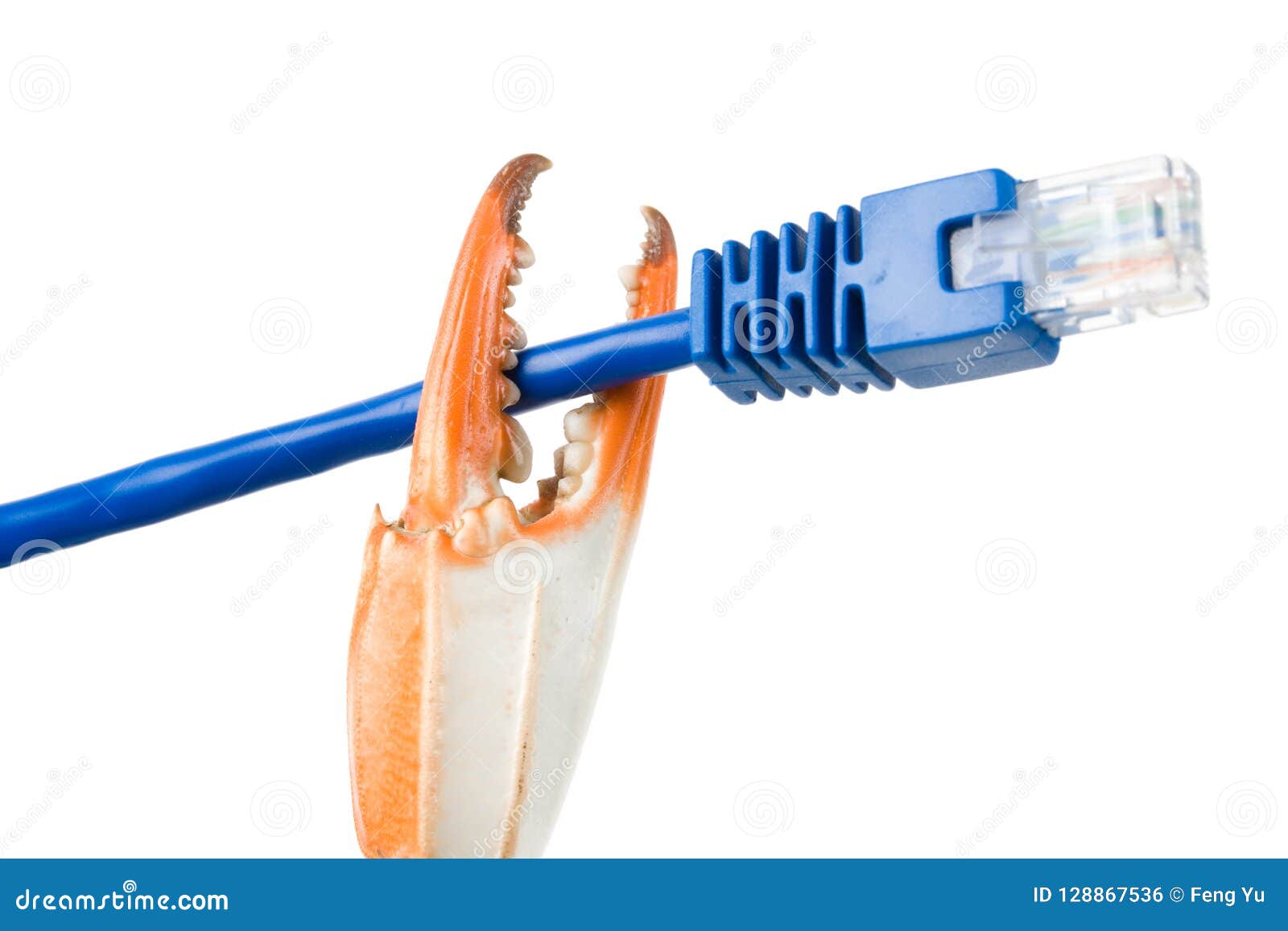 Crab Claw and Network Cable Stock Photo - Image of cutting, bite: 128867536