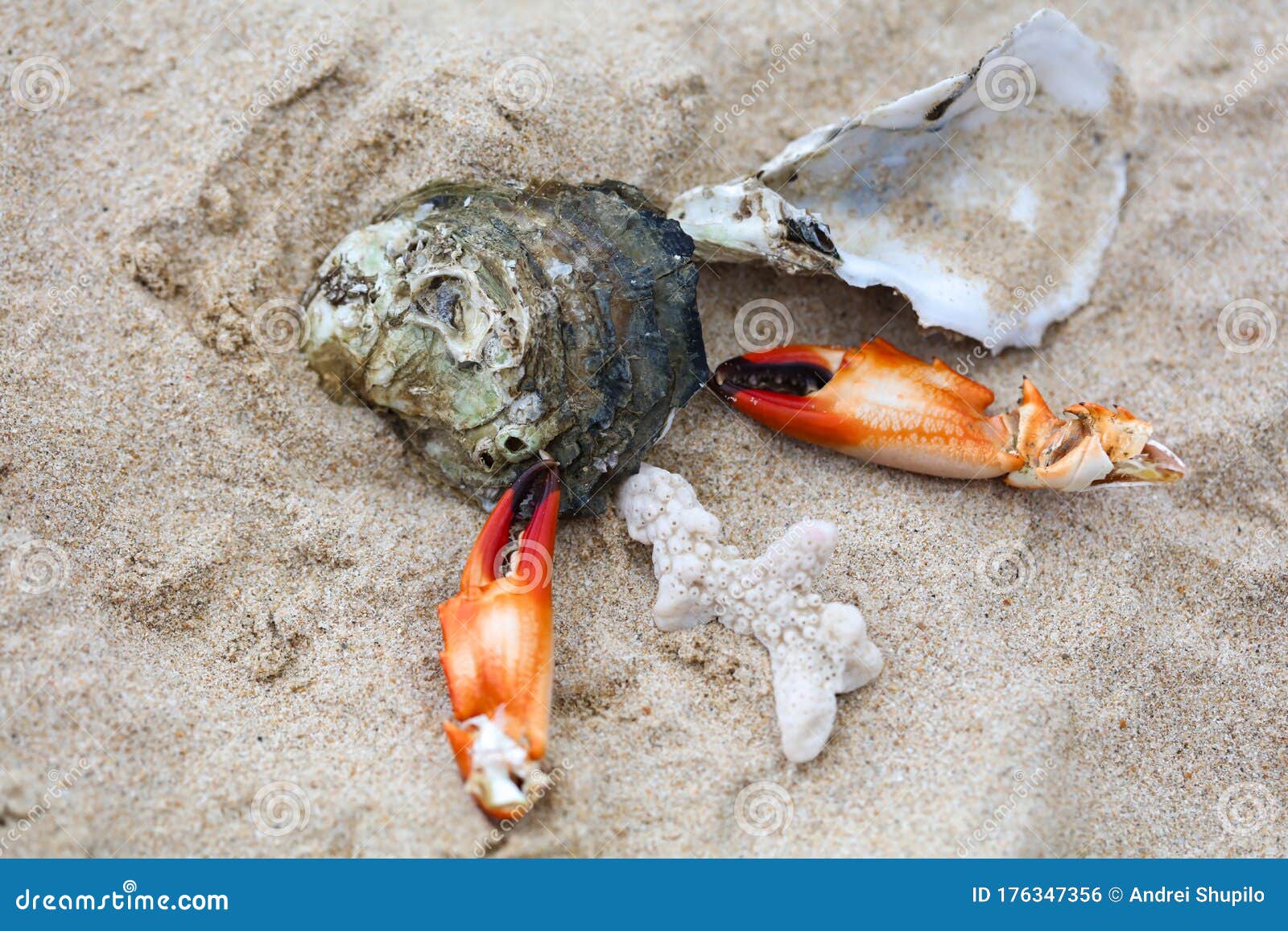 Crab Claw and Shell Lie on the Sand Stock Photo - Image of water, food ...