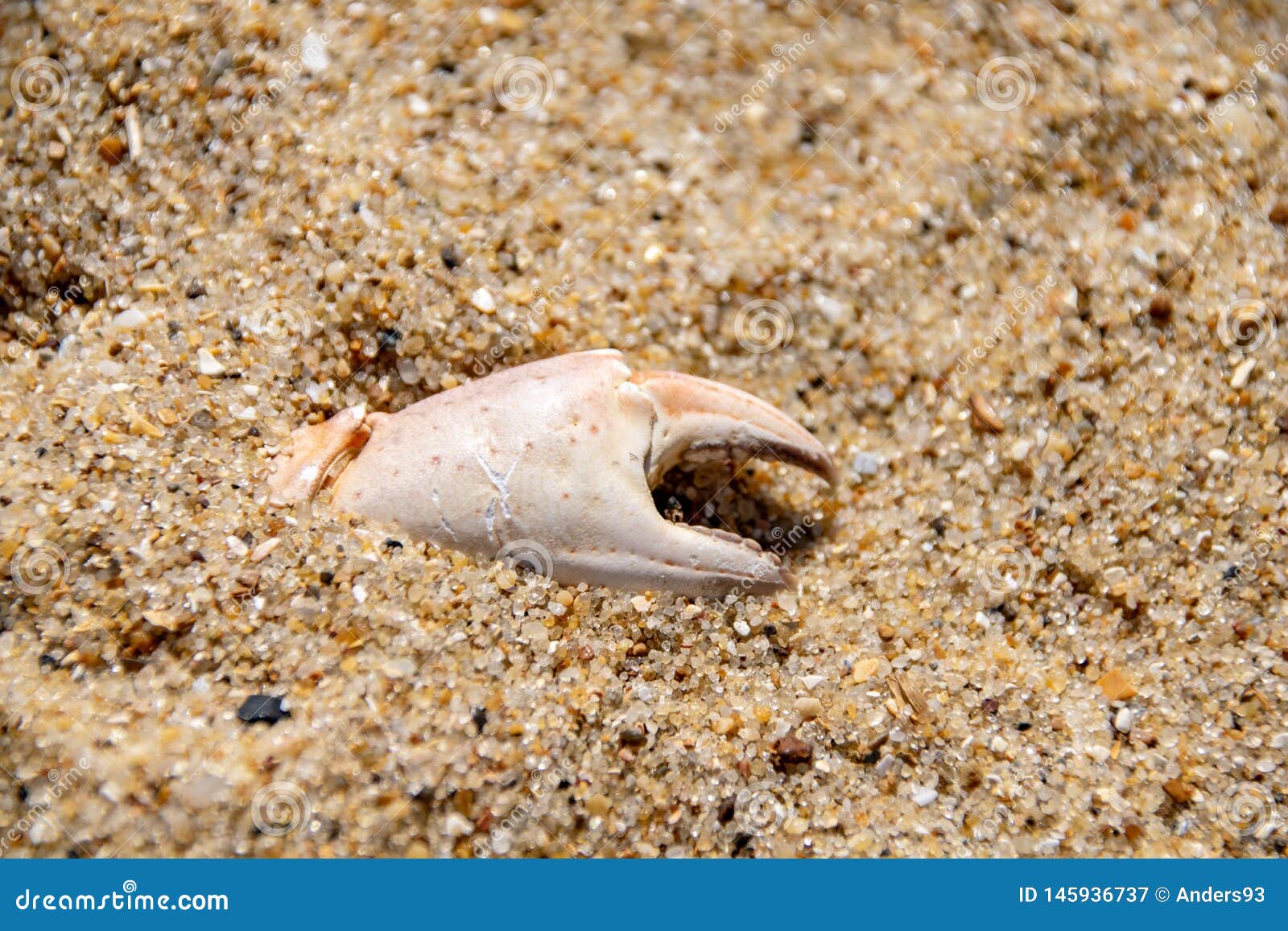 Crab Claw Shell in the Sand Stock Image - Image of beach, macro: 145936737