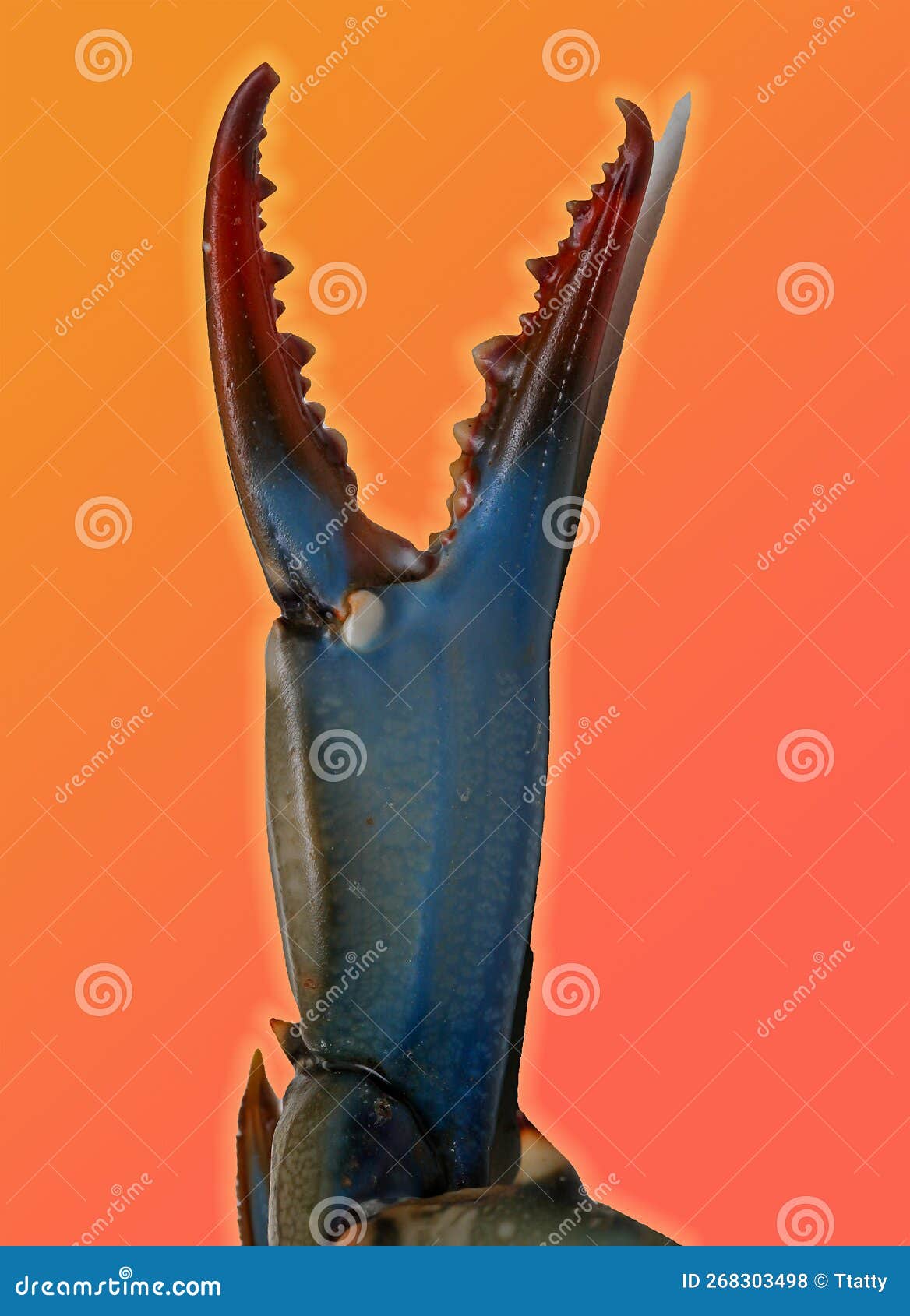 Scary crab claws isolated stock photo. Image of isolated - 268303498