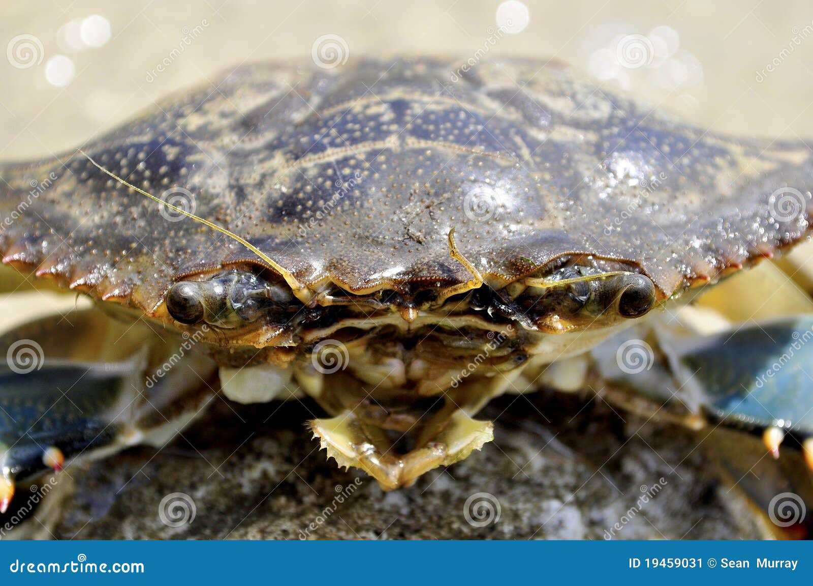 Crab Close Up stock image. Image of closeup, crustacean - 19459031
