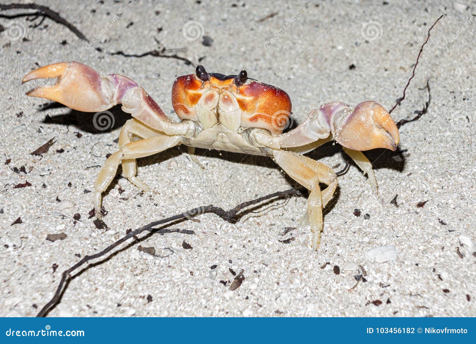 Crab close up stock photo. Image of shellfish, caribbean - 103456182