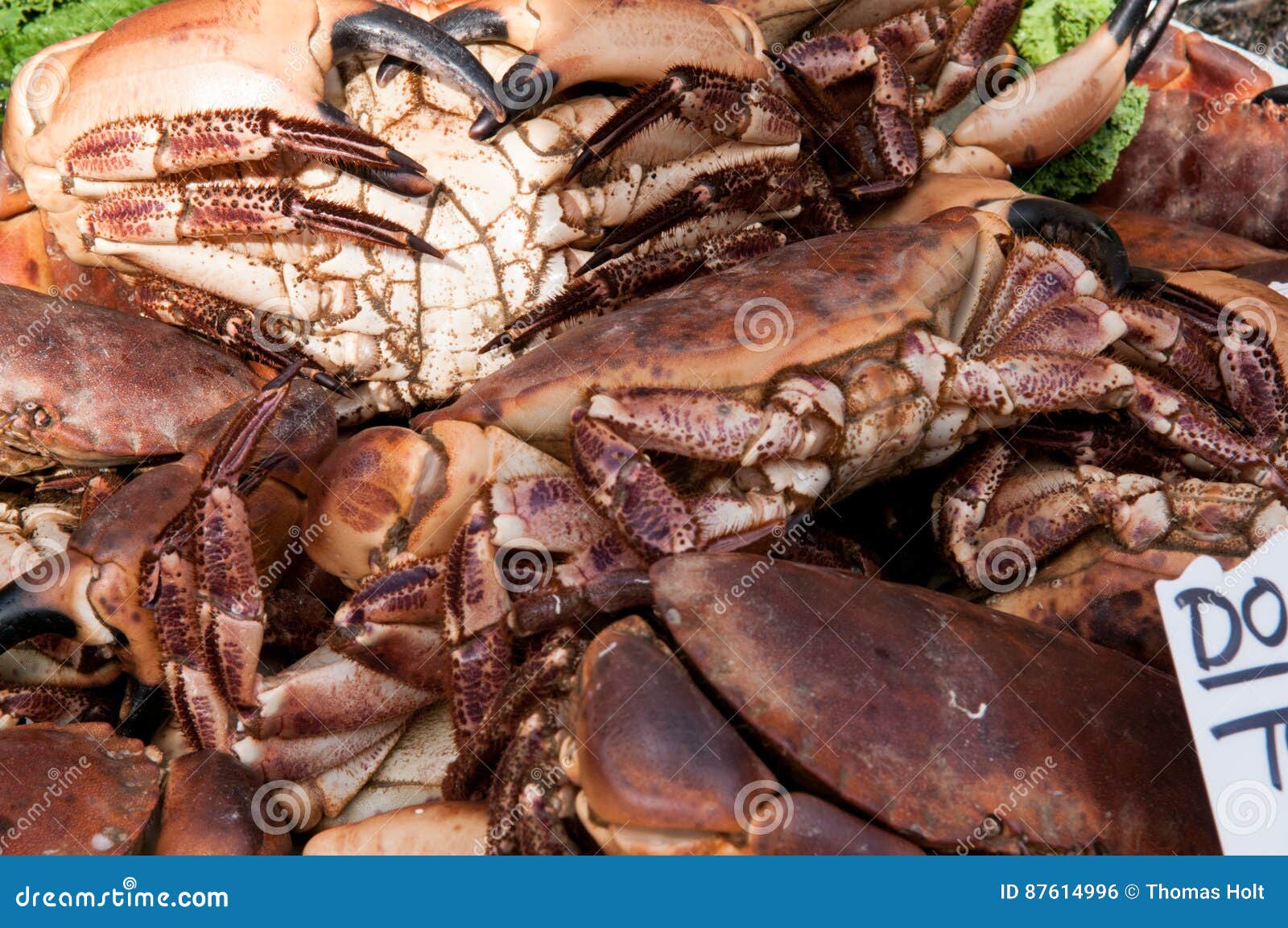 Crab Close Up with Large Pincers Stock Photo - Image of natural, large ...