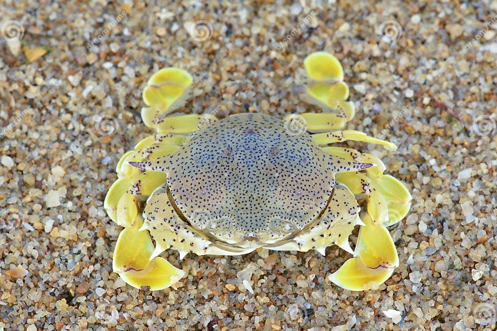 Crab stock photo. Image of crab, wild, sand, wildlife - 39613348