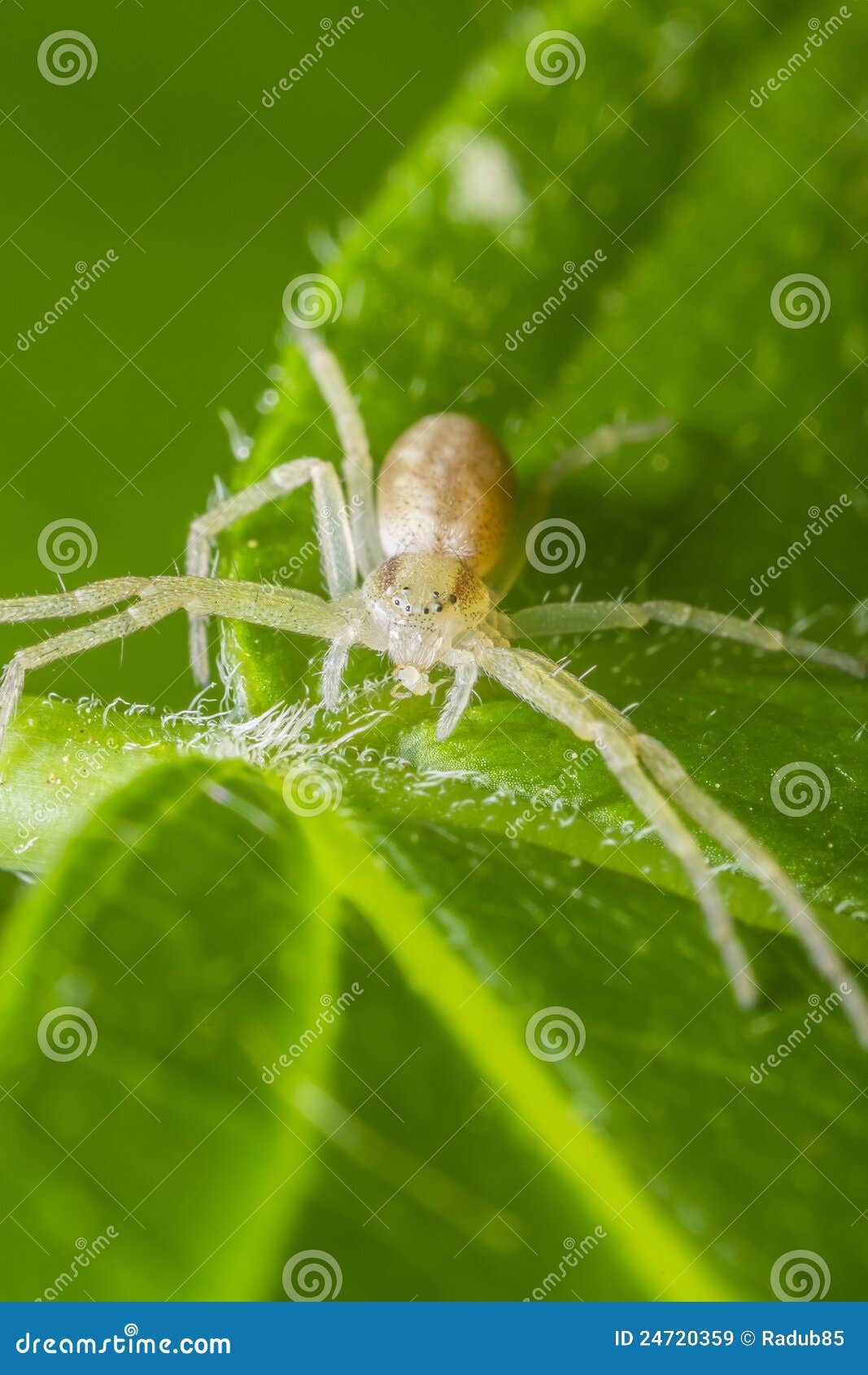 Crab comer da aranha imagem de stock. Imagem de caranguejo - 24720359